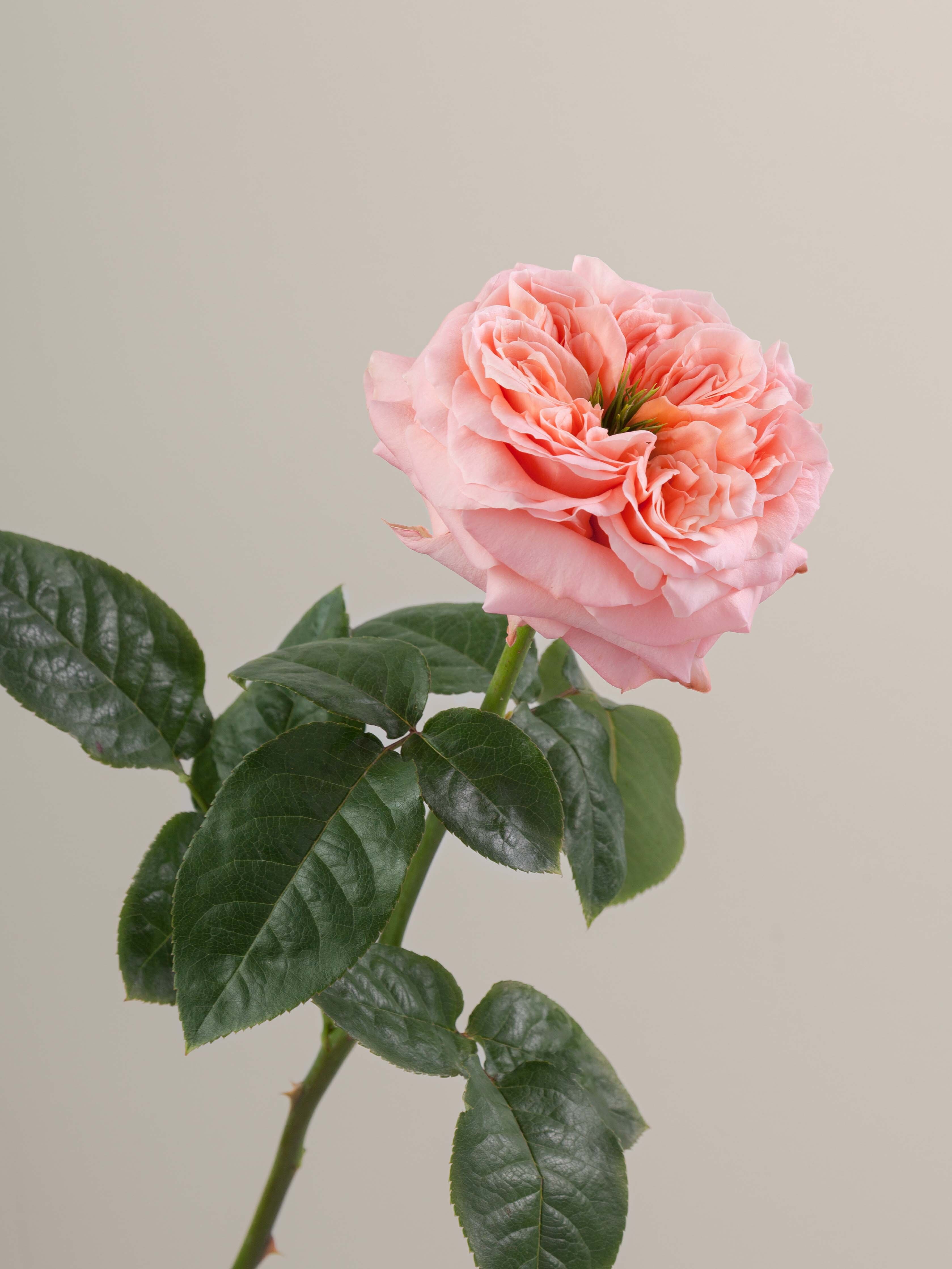 Rosaprima | Mandarin X-pression