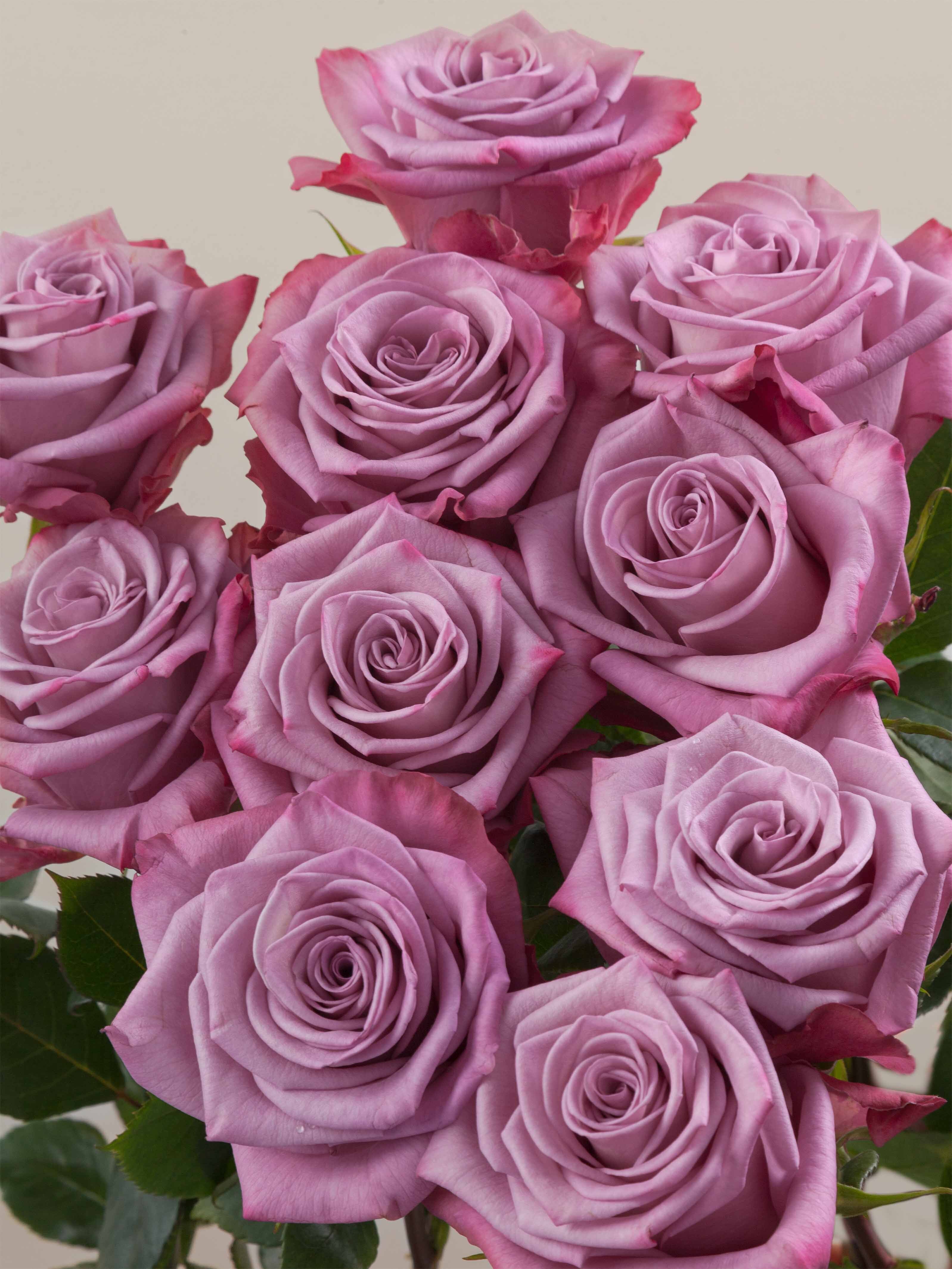 Rosaprima | Moody Blues