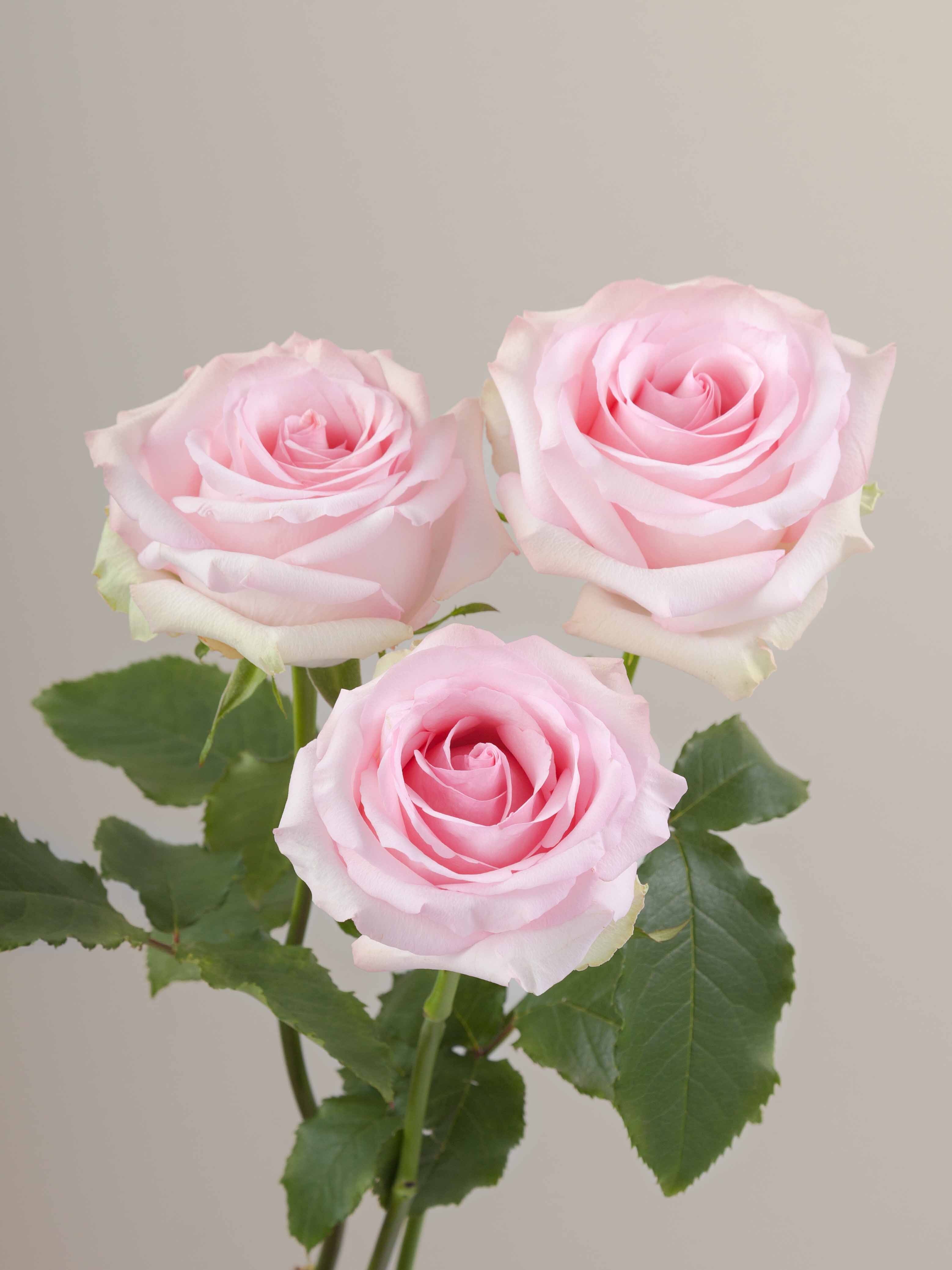 Rosaprima | Nena
