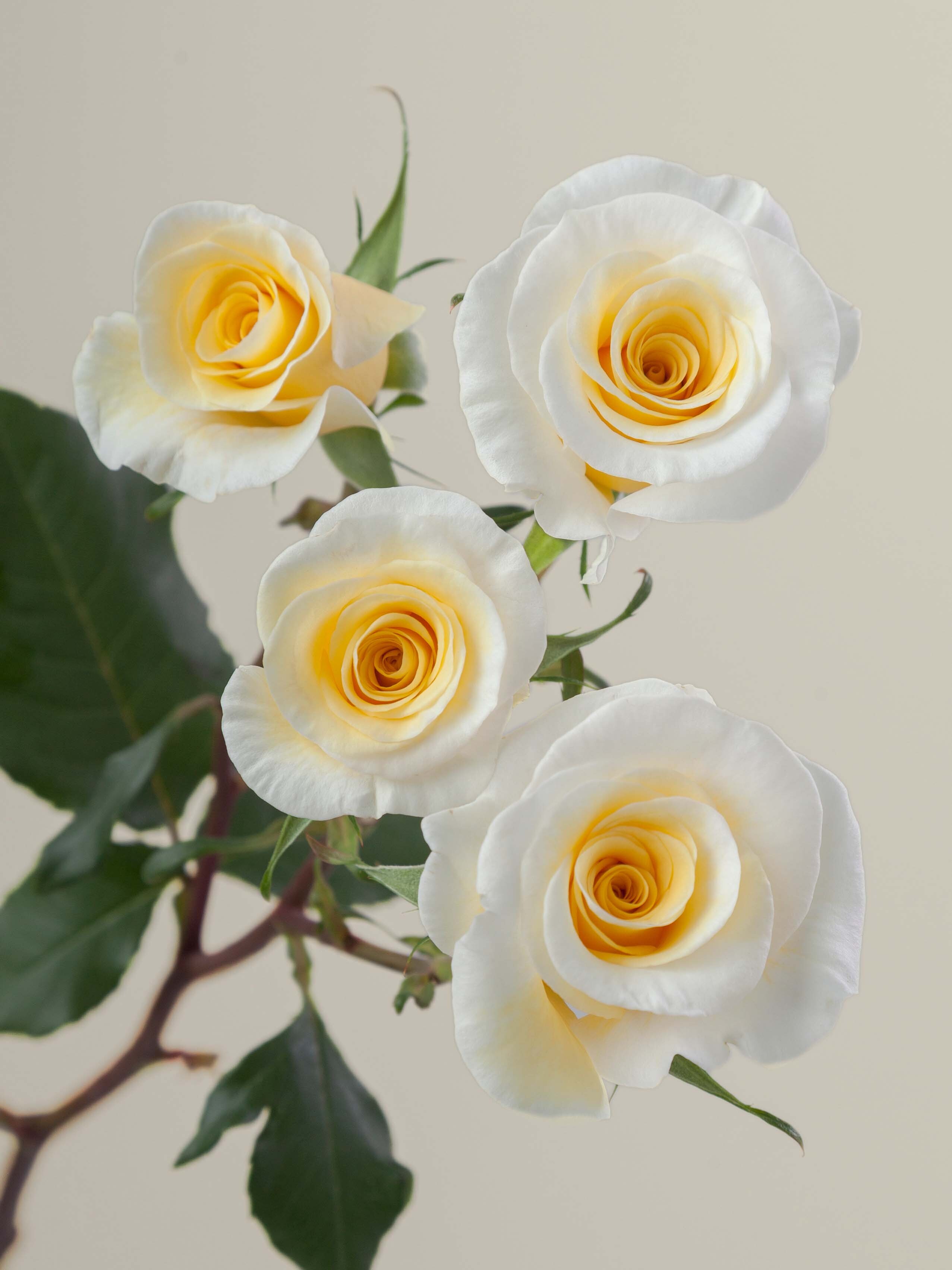Rosaprima | New Moon