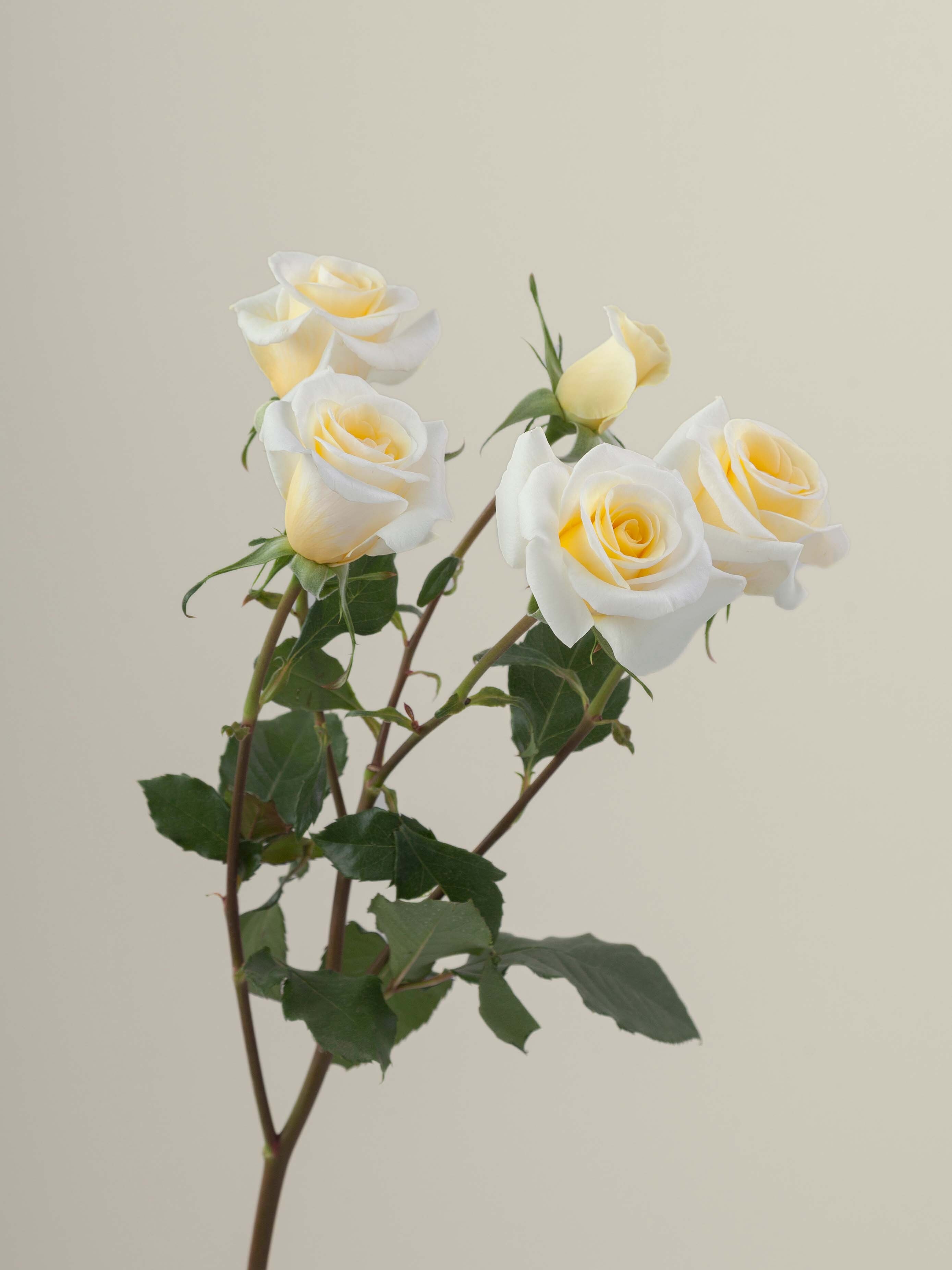Rosaprima | New Moon
