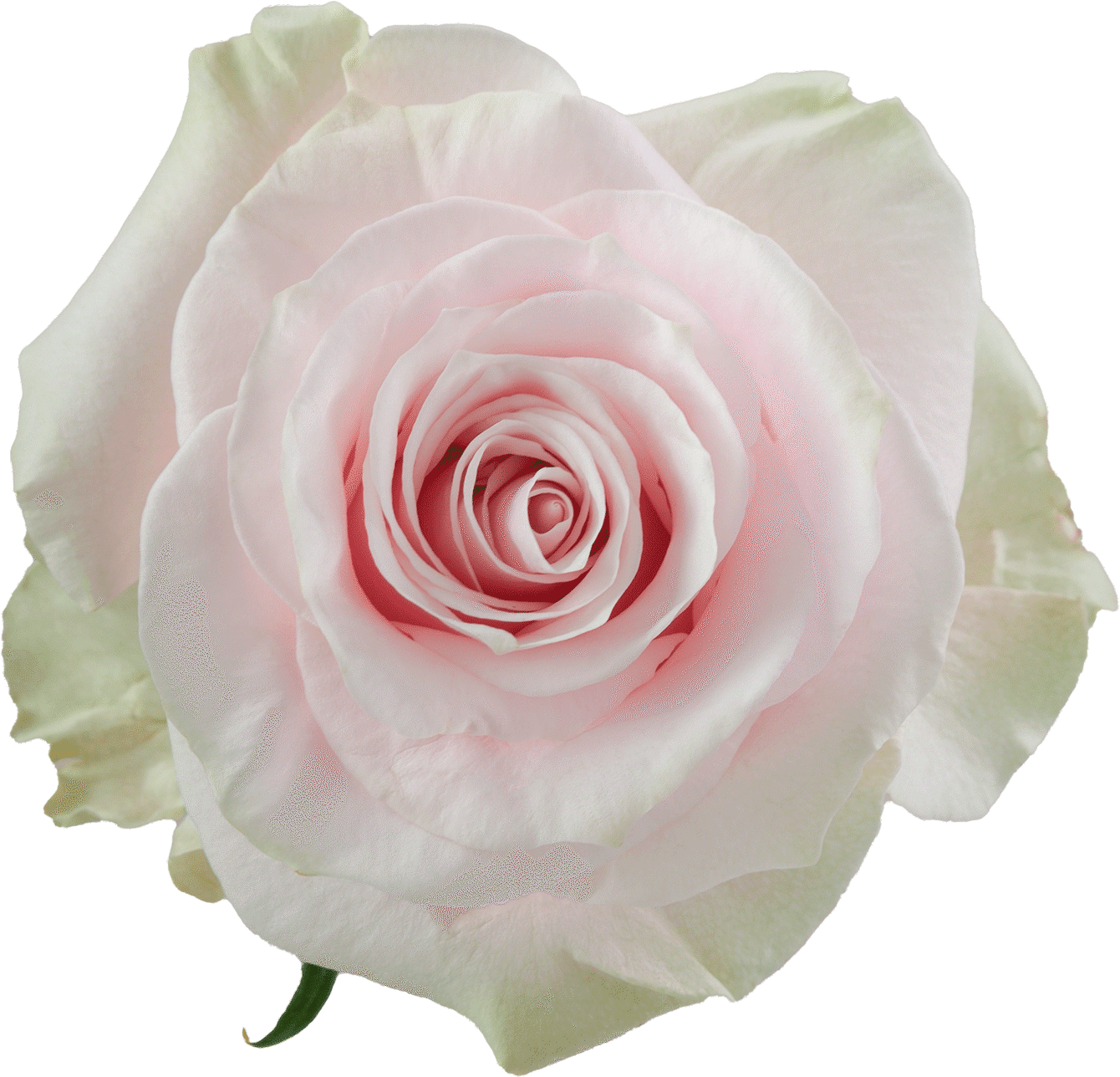 Rosaprima | Faith