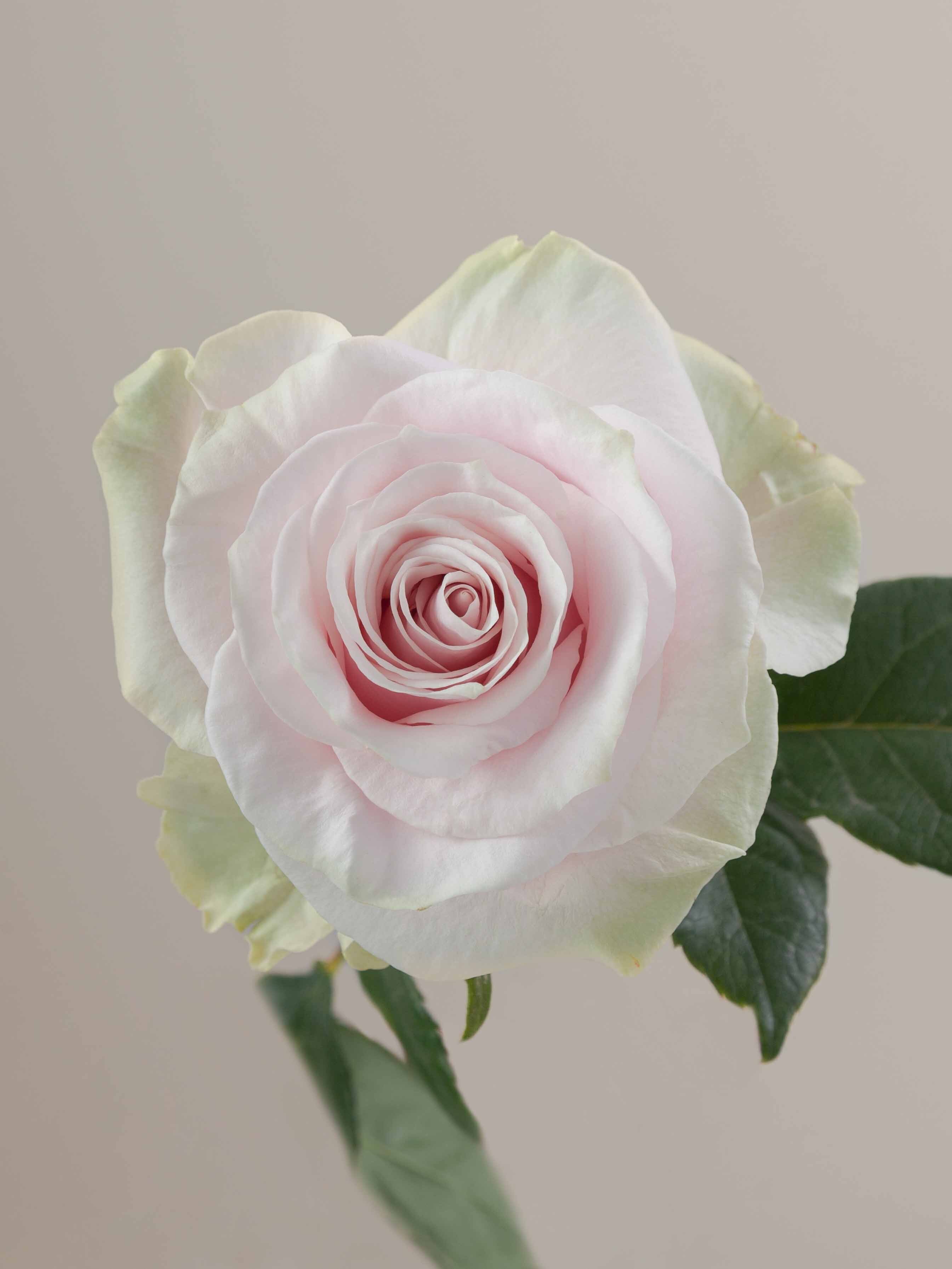 Rosaprima | Pink Mondial