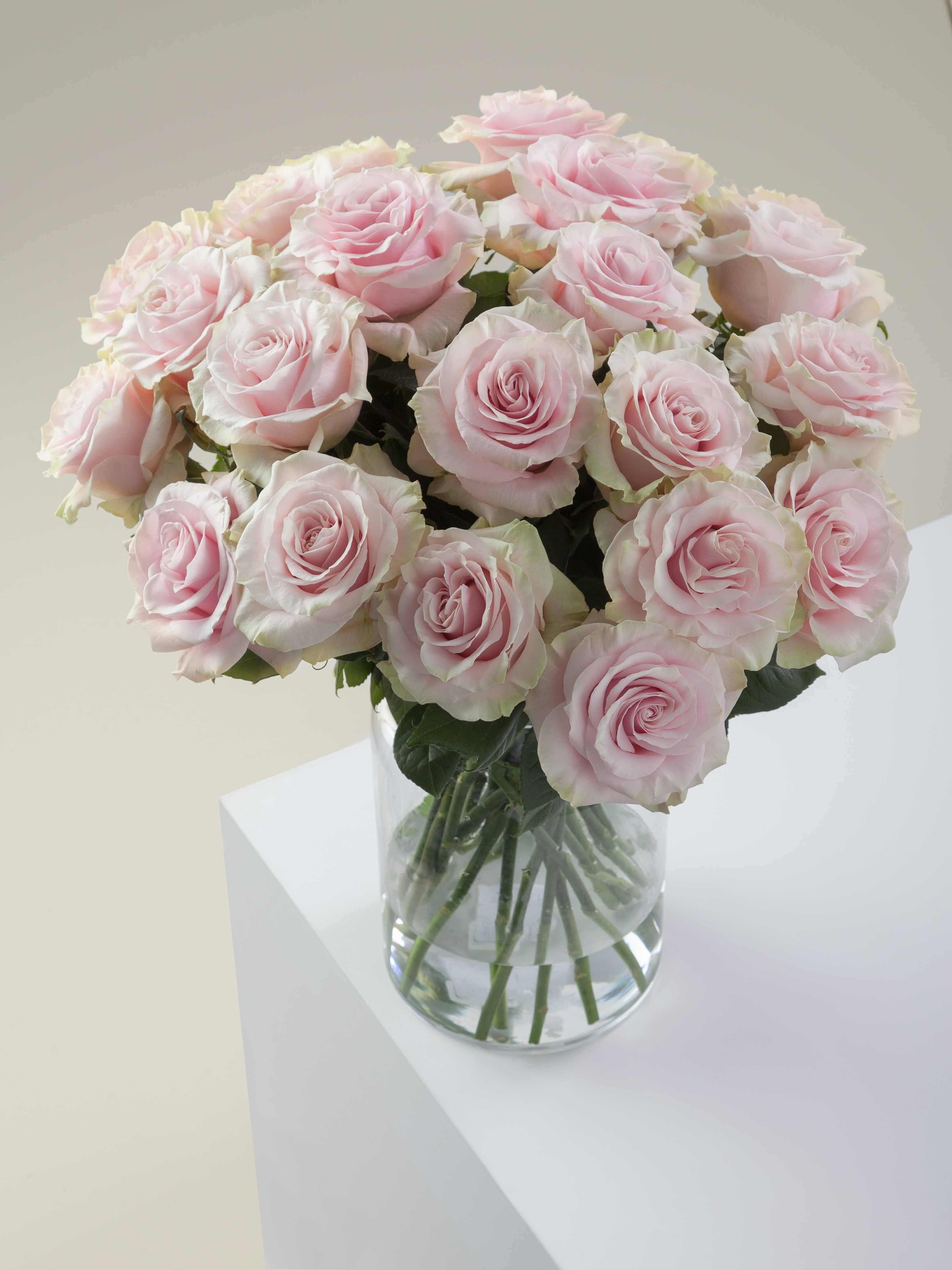 Rosaprima | Pink Mondial