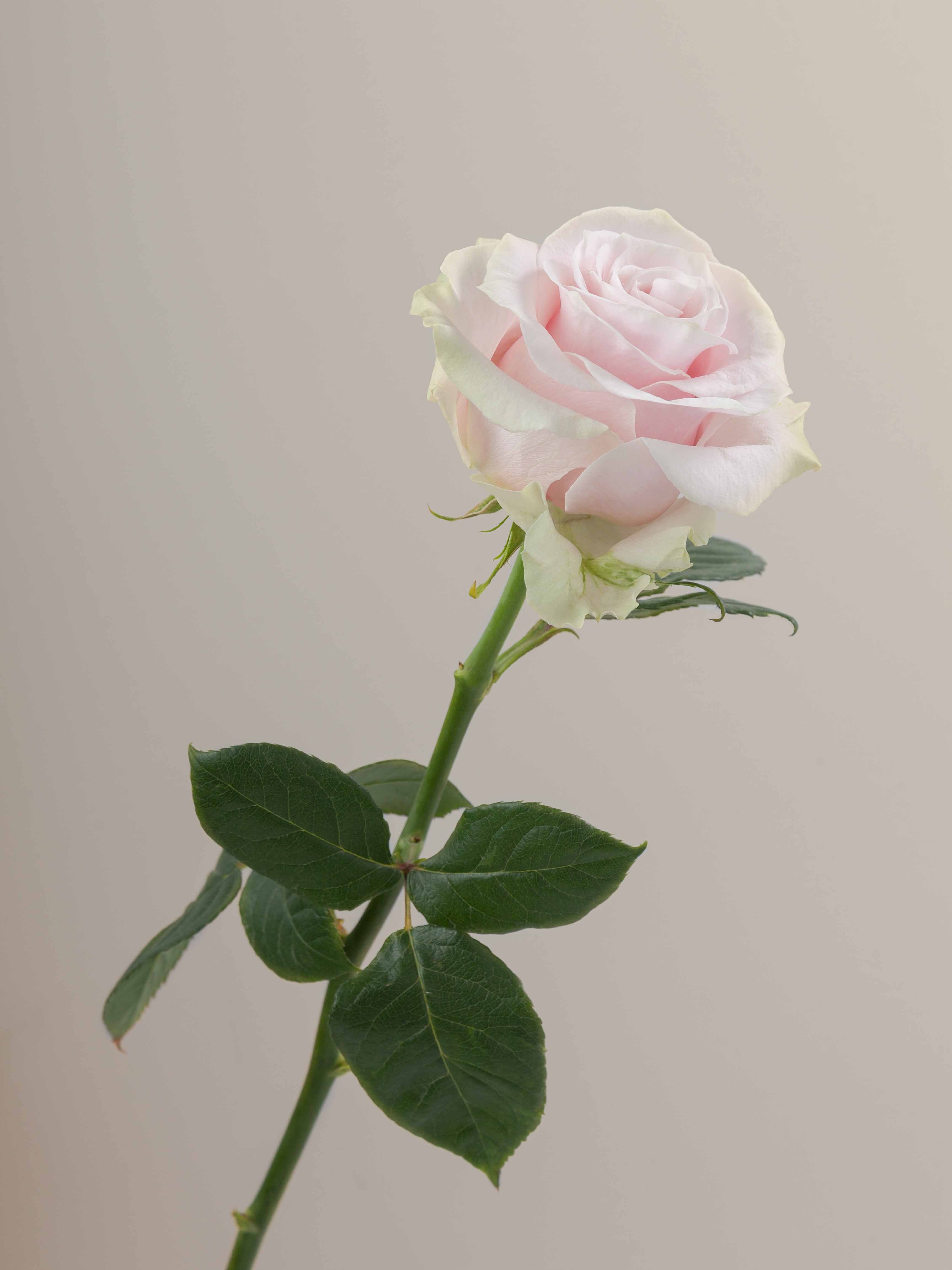 Rosaprima | Pink Mondial