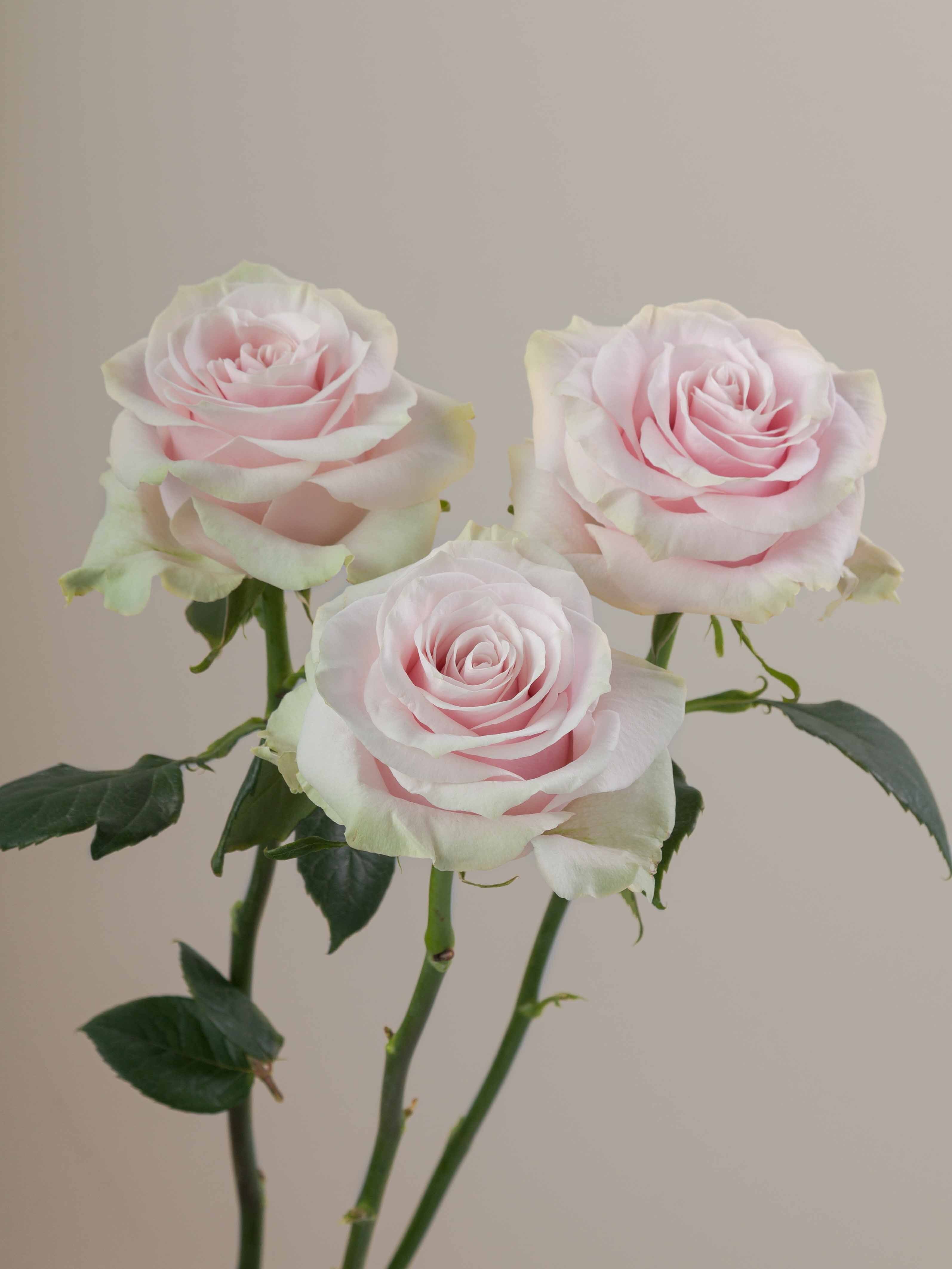 Rosaprima | Pink Mondial