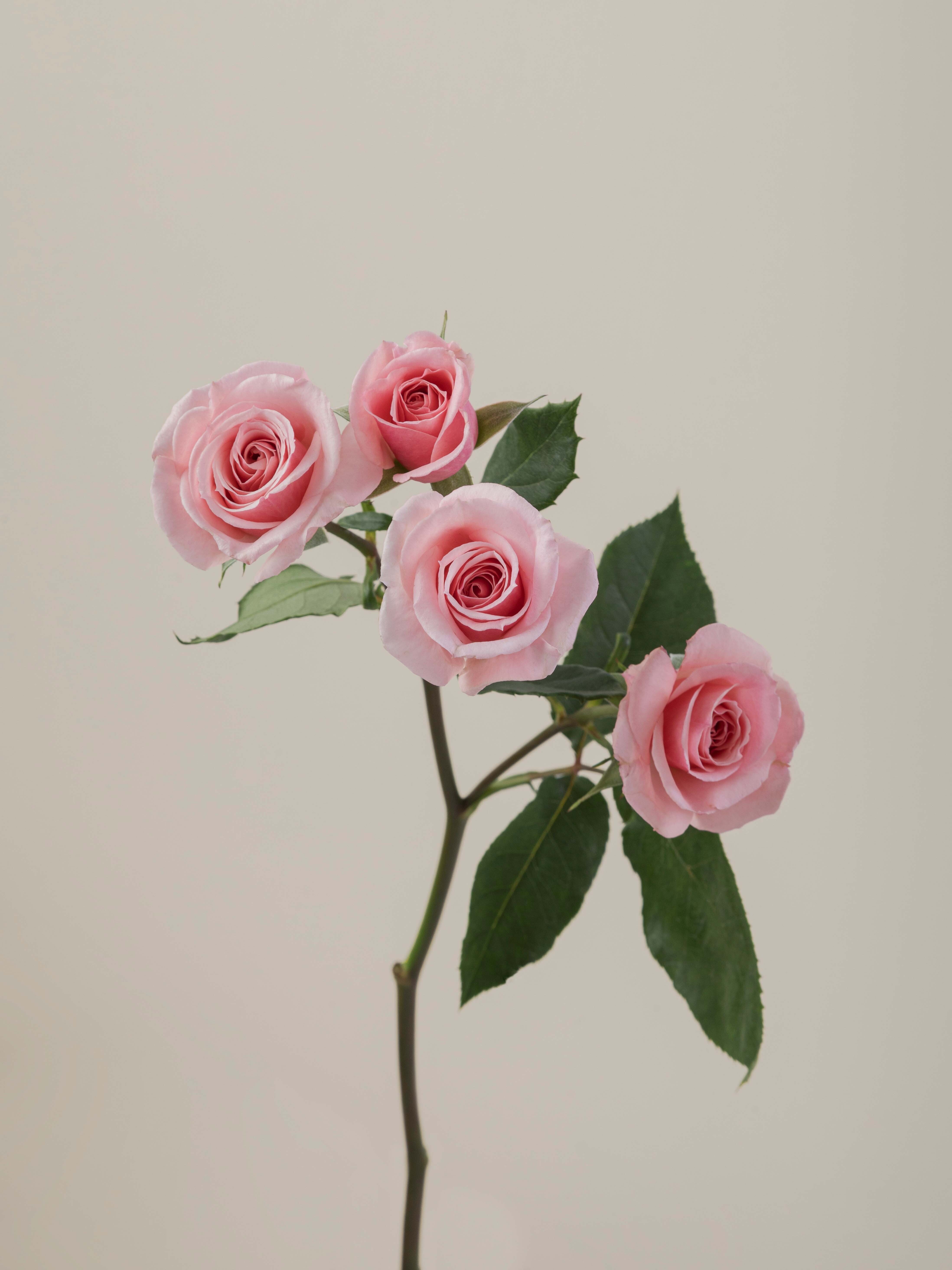 Rosaprima | Pink Planet