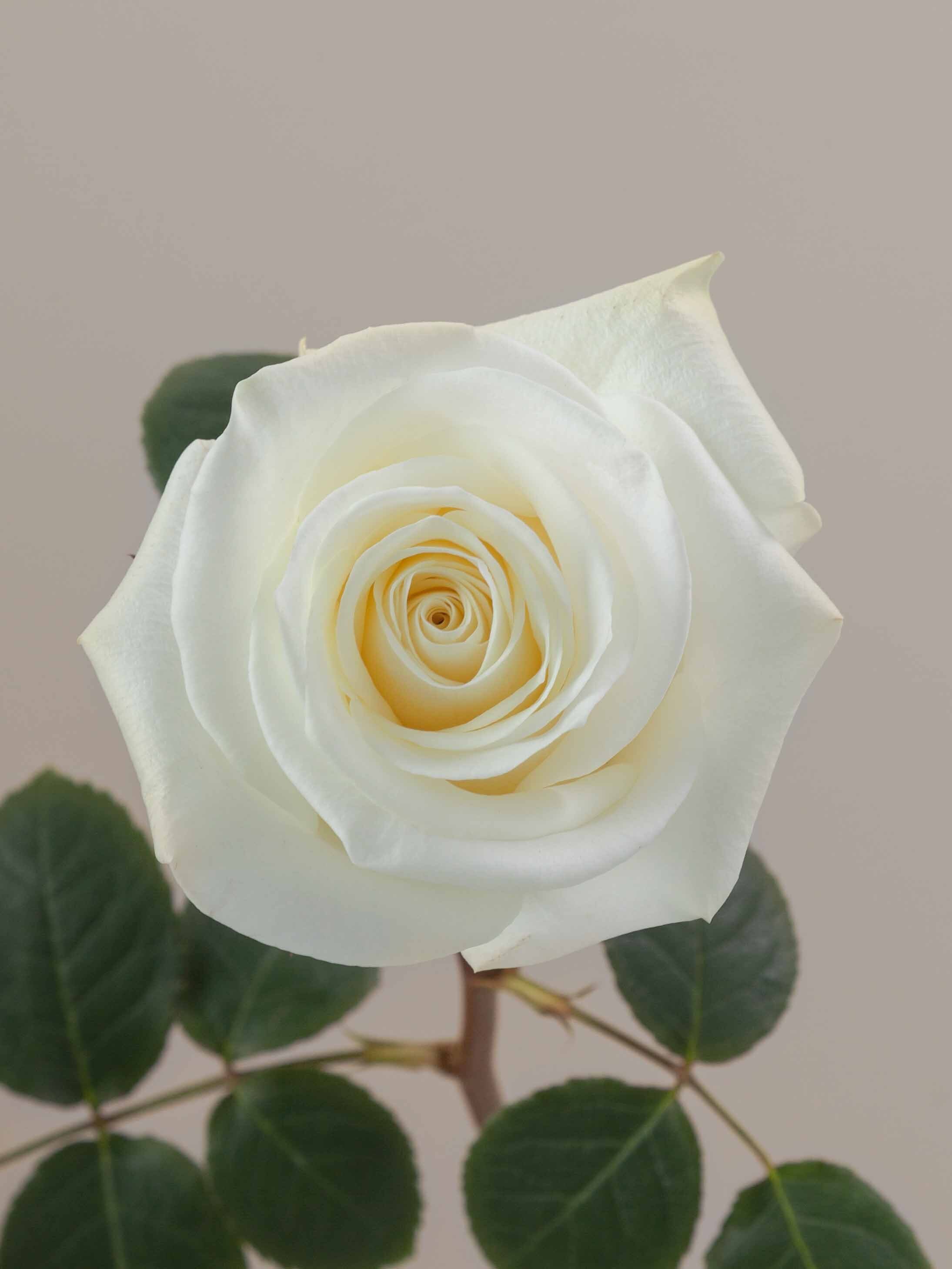 Rosaprima | Polar Star