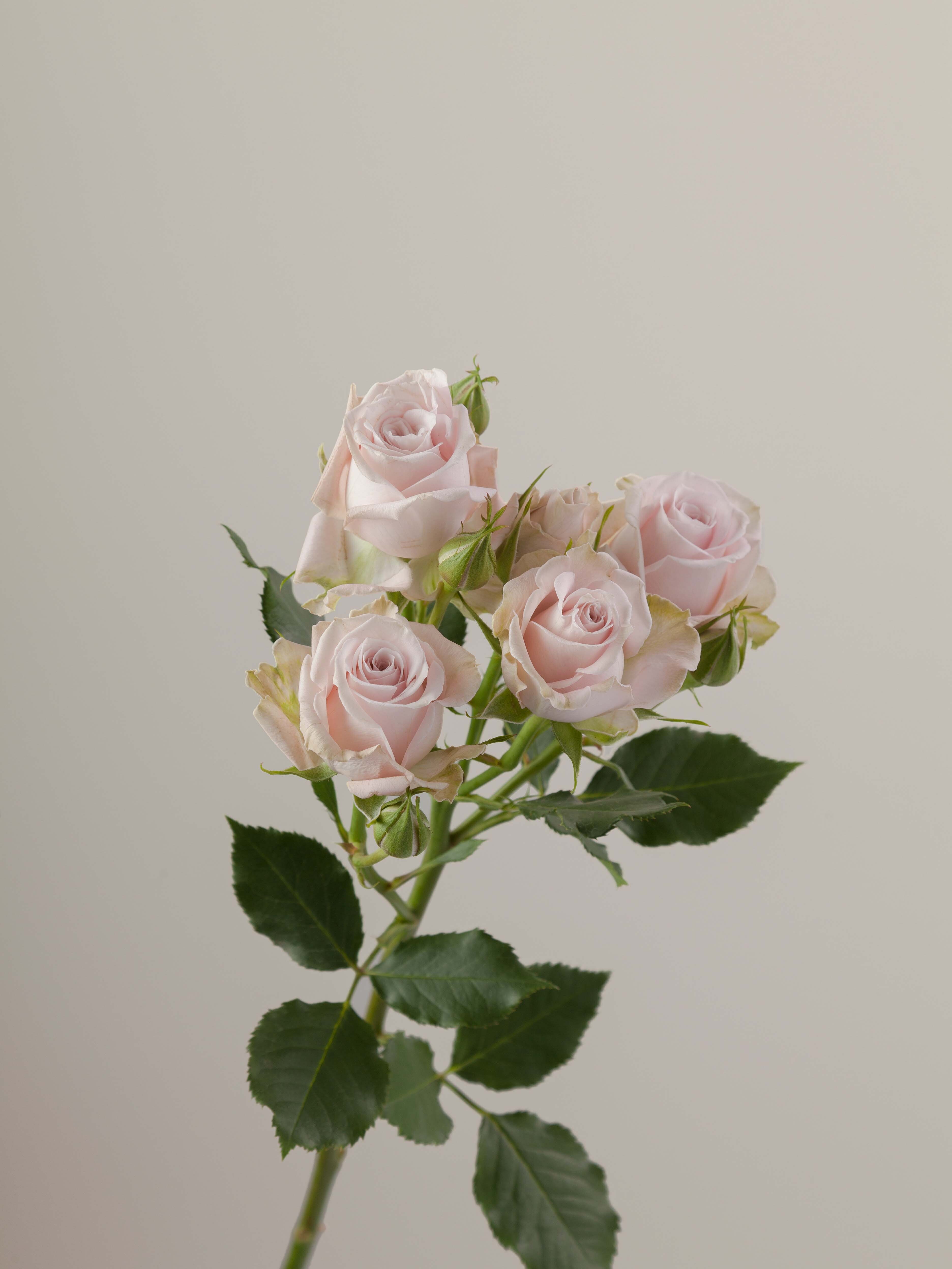 Rosaprima | Portrait