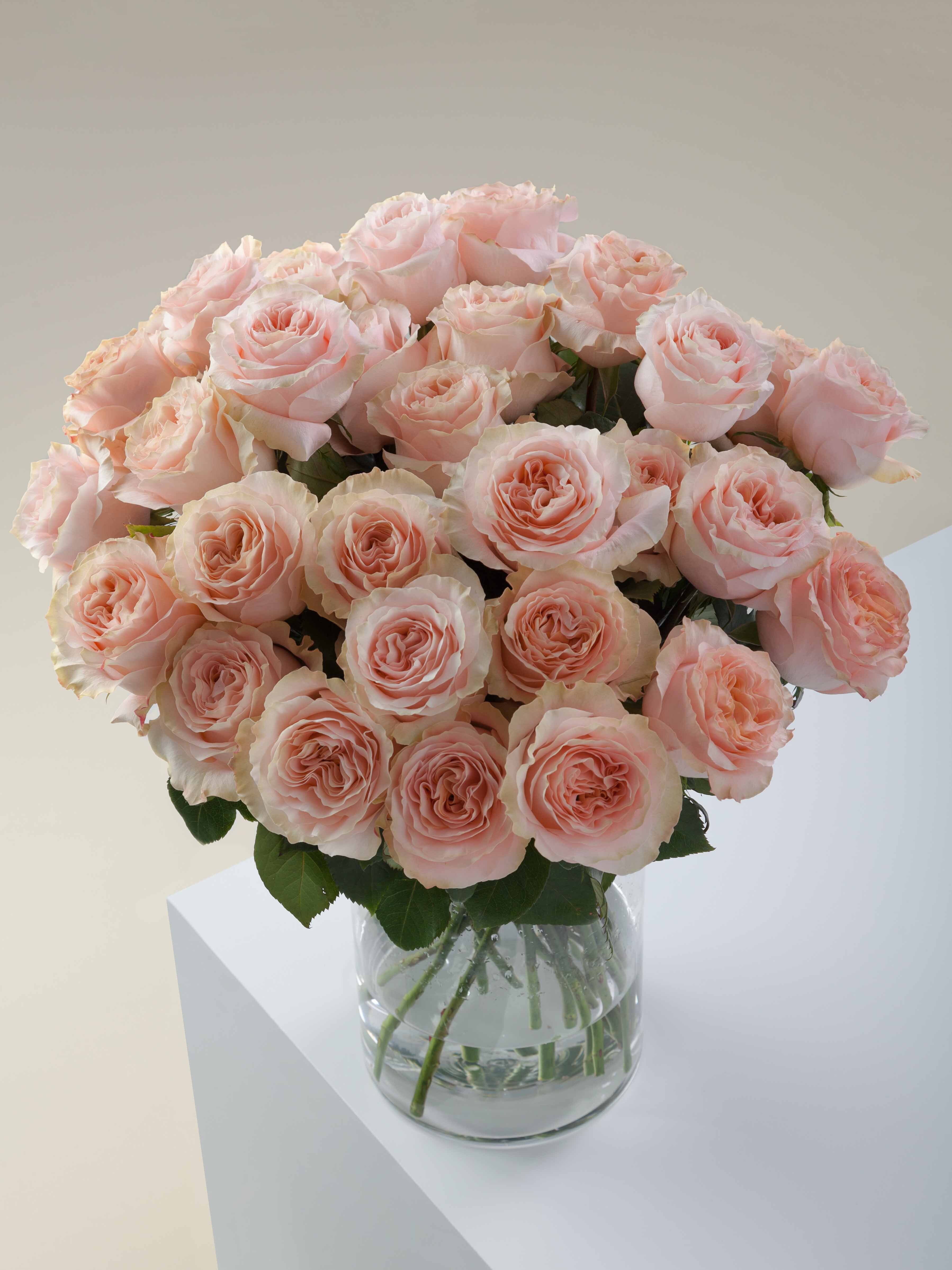 Rosaprima | Princess Crown