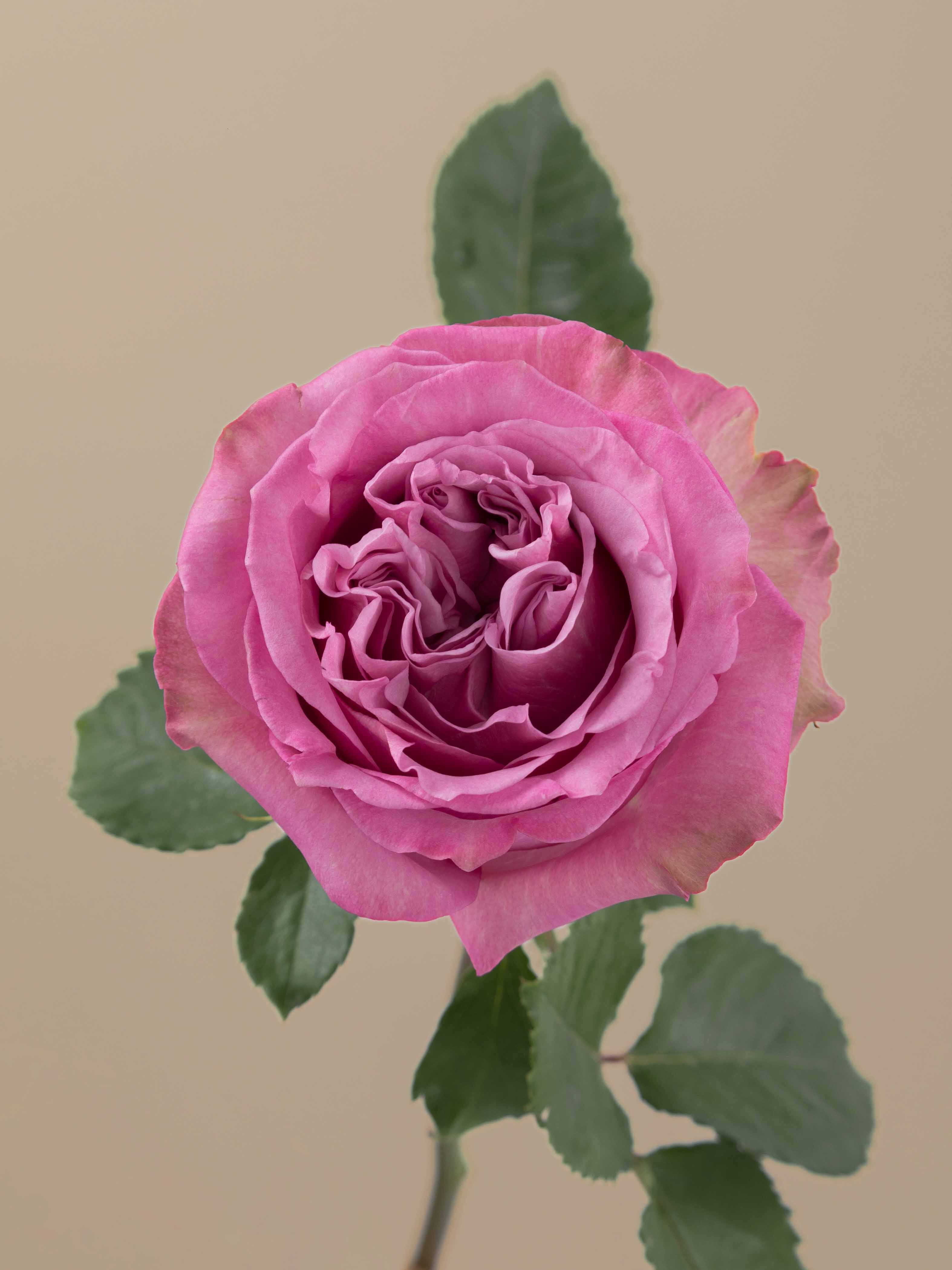 Rosaprima | Queens Crown