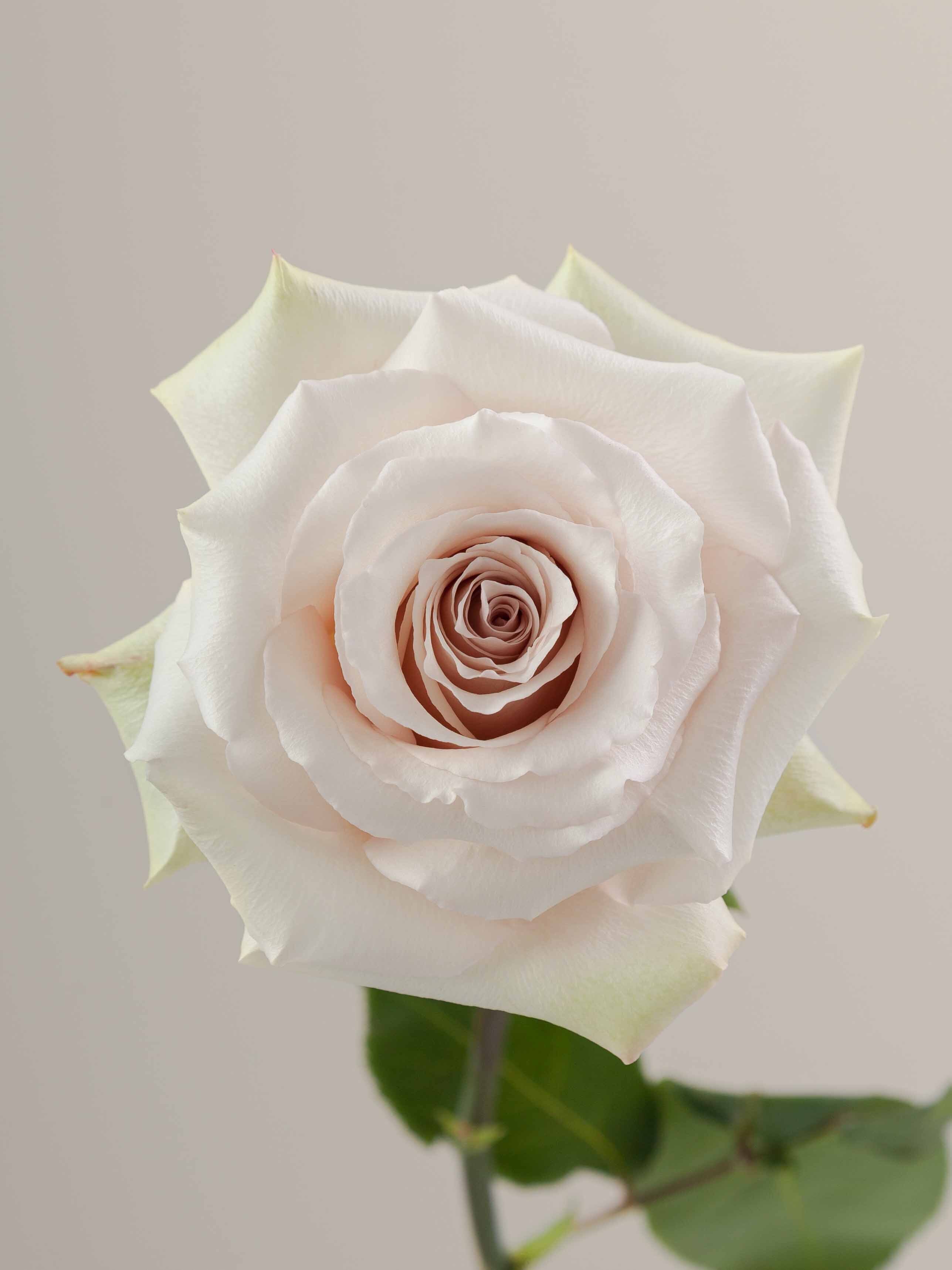 Rosaprima | Quicksand