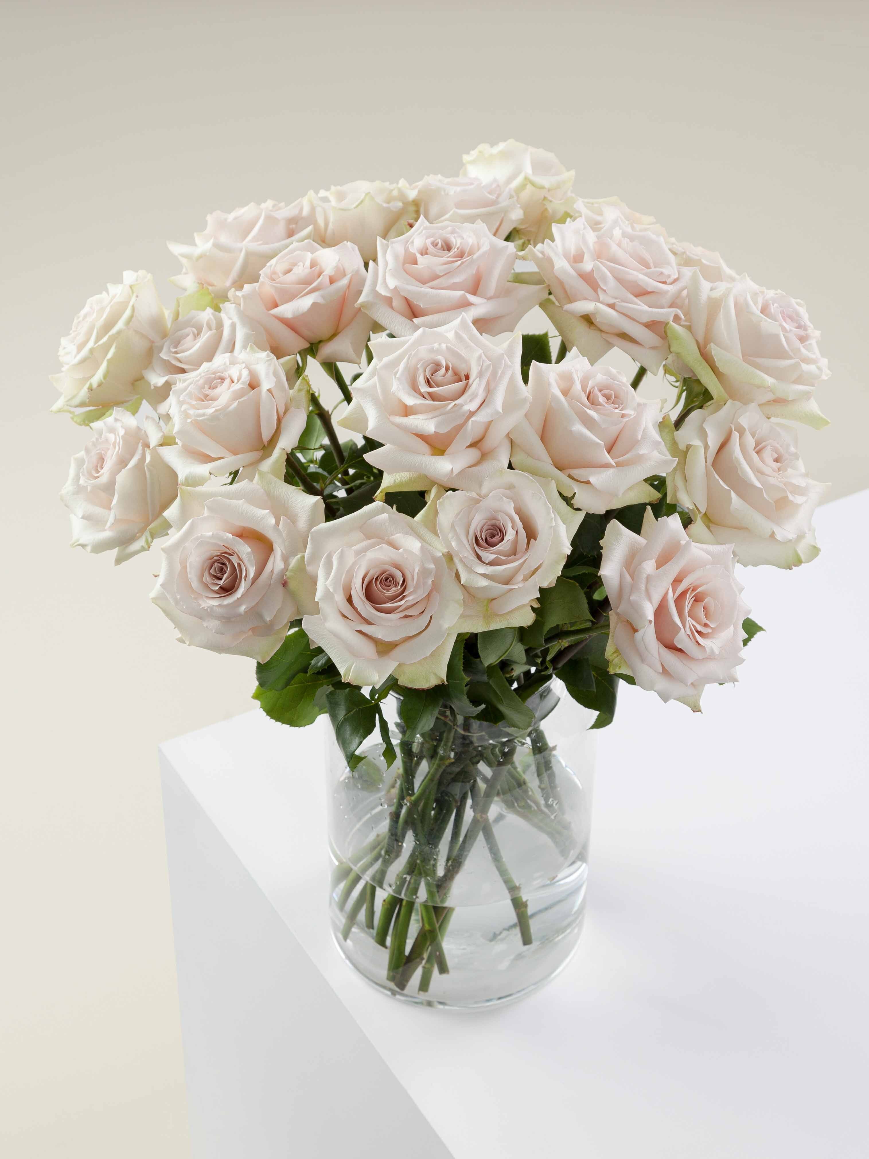 Rosaprima | Quicksand