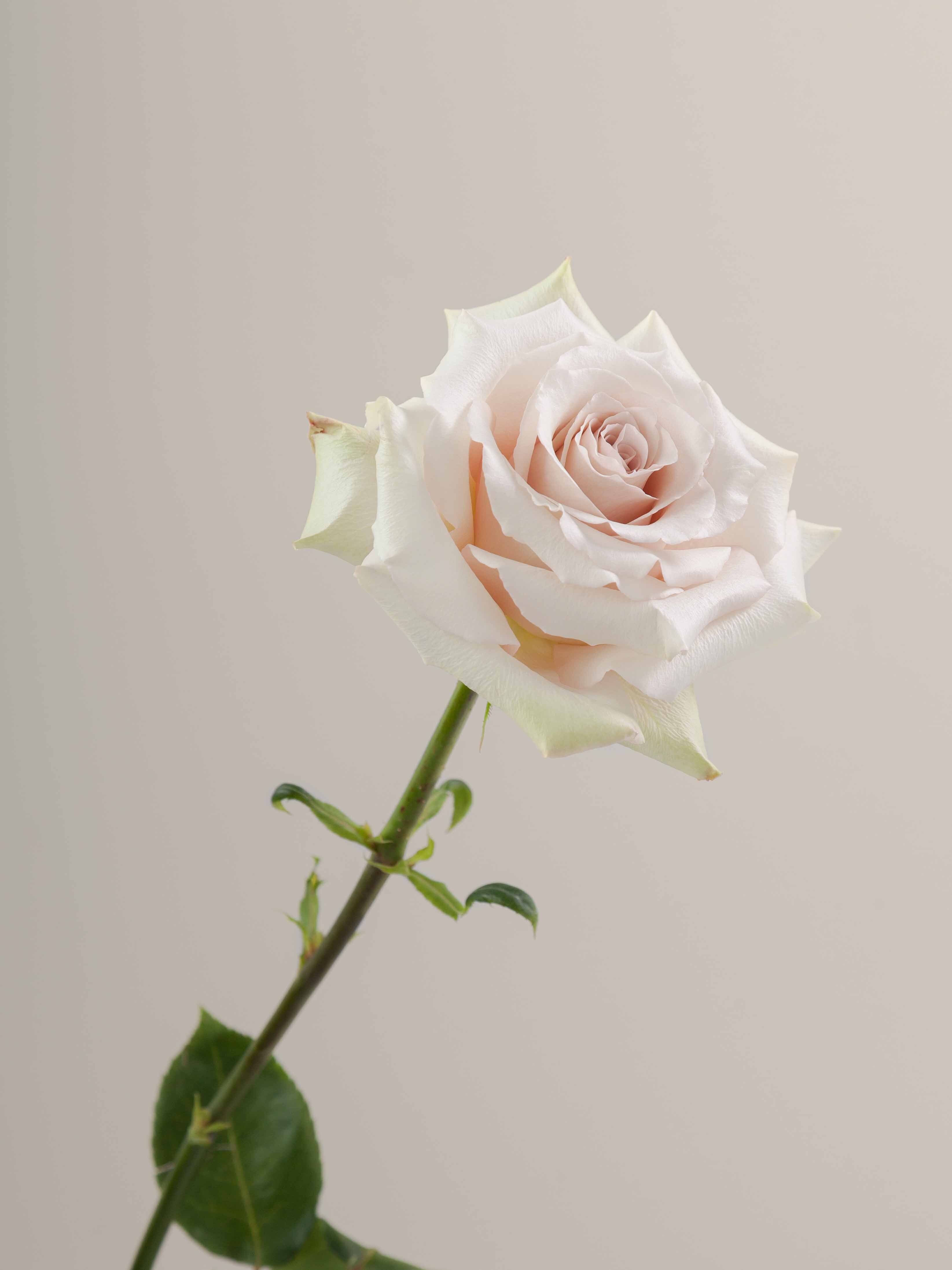 Rosaprima | Quicksand