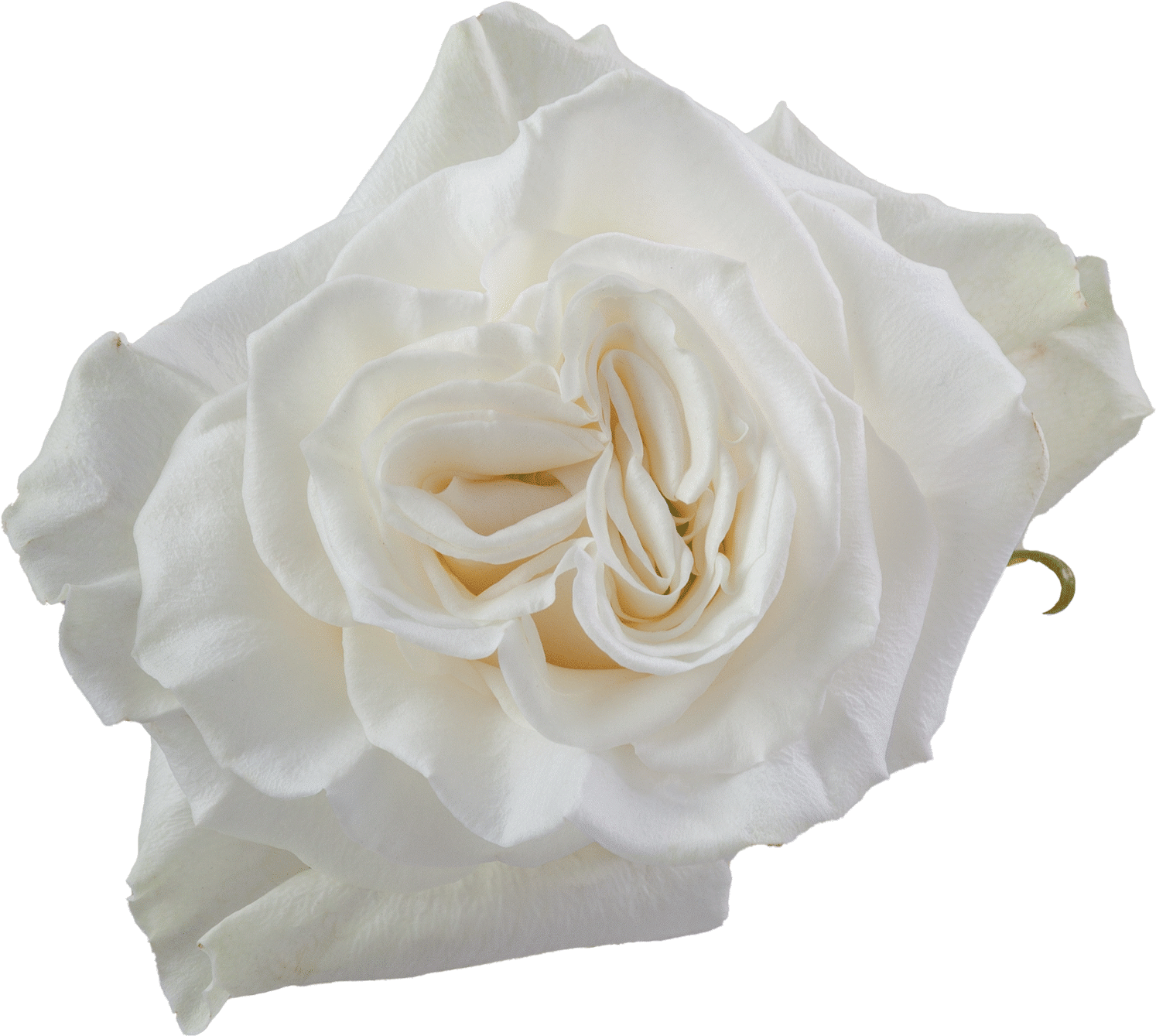 Rosaprima | Faith