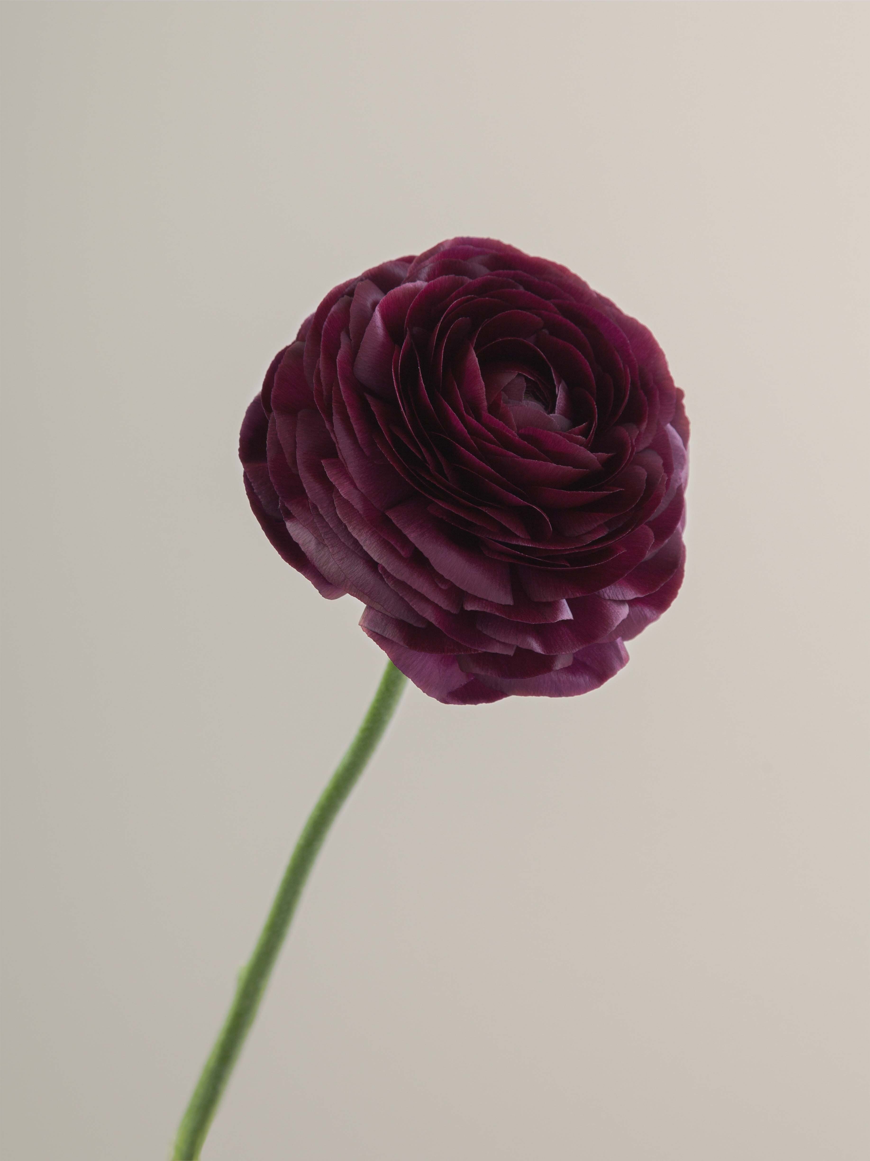 Rosaprima | Elegance Viola