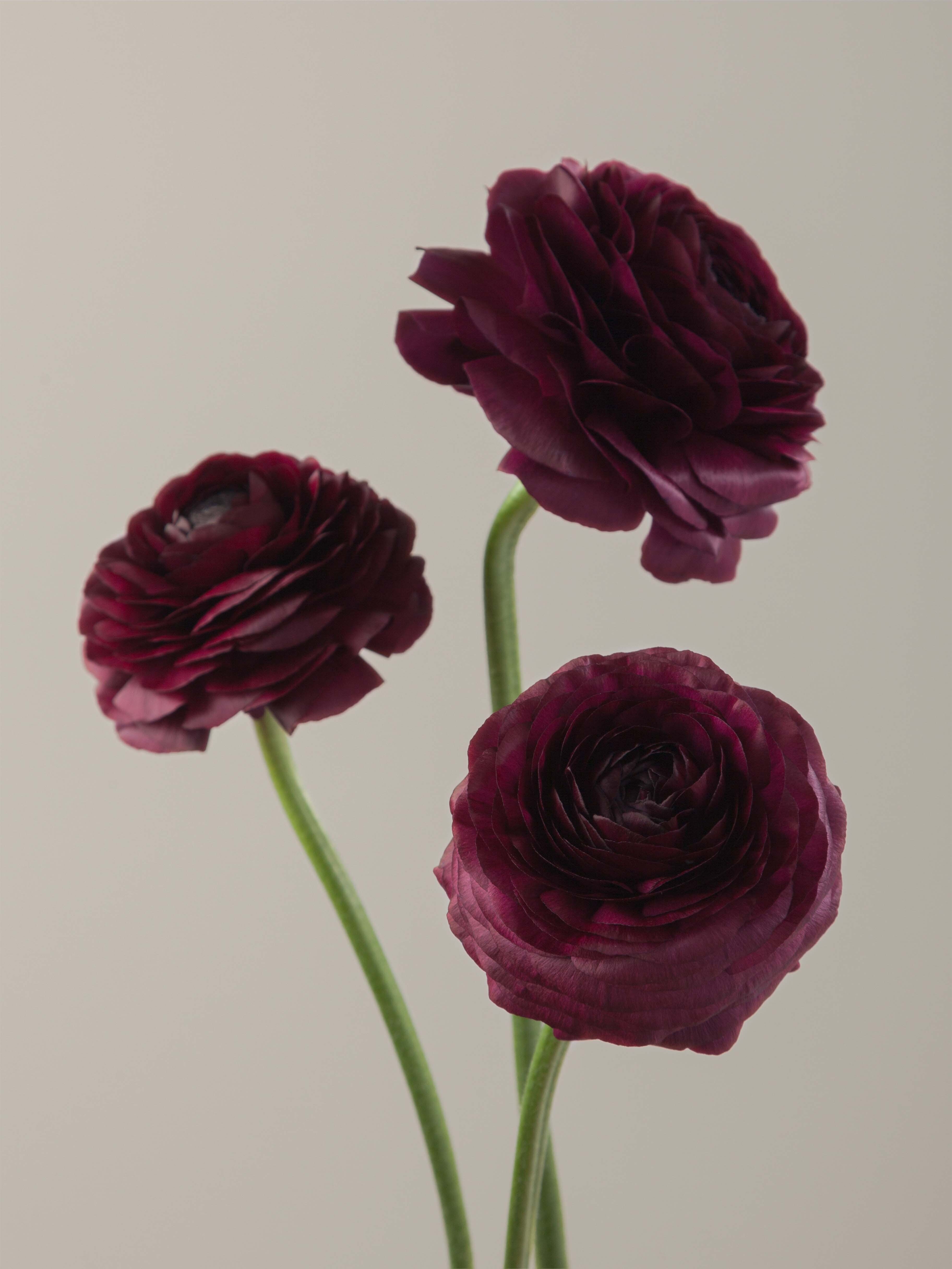 Rosaprima | Elegance Viola