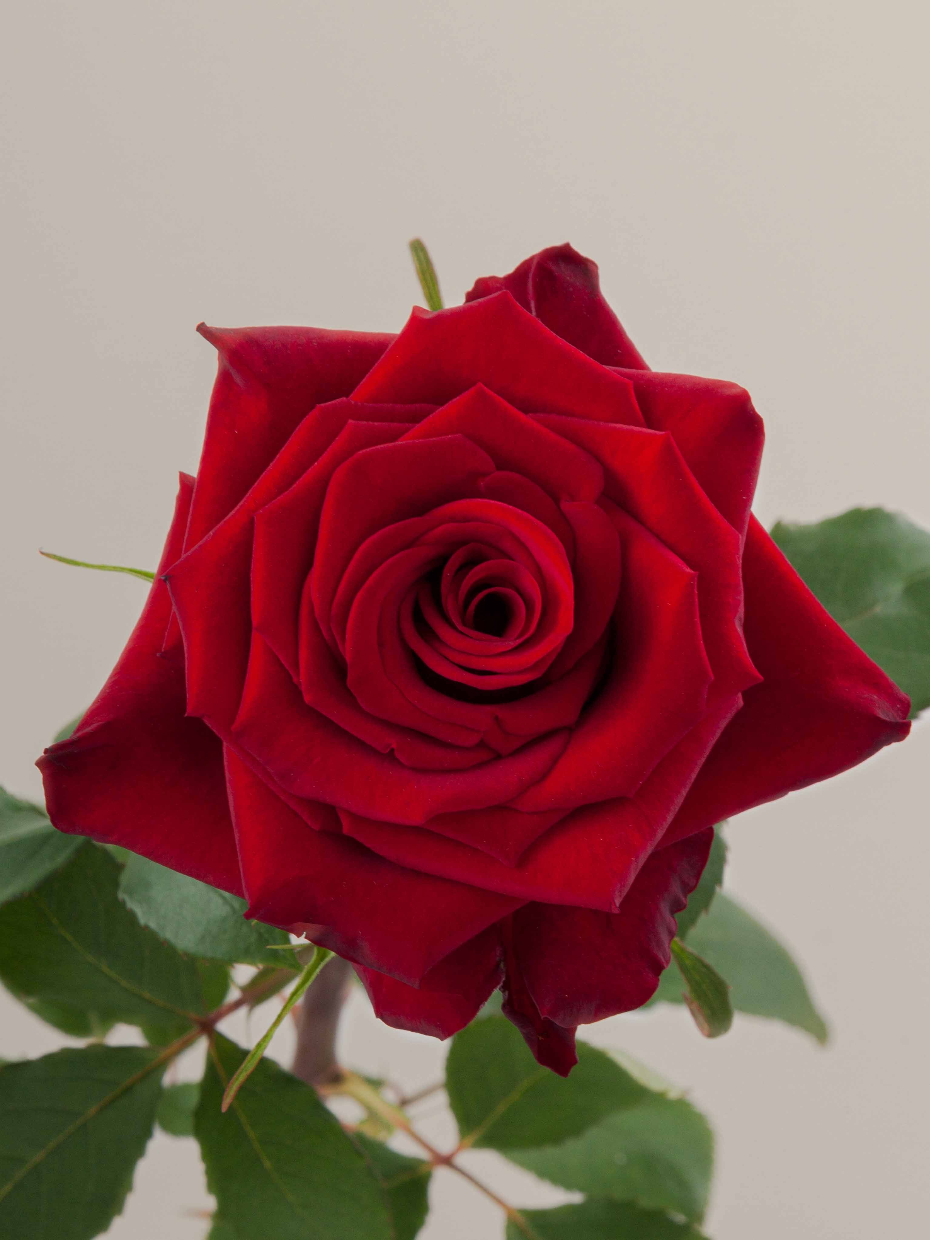 Rosaprima | Red Paris