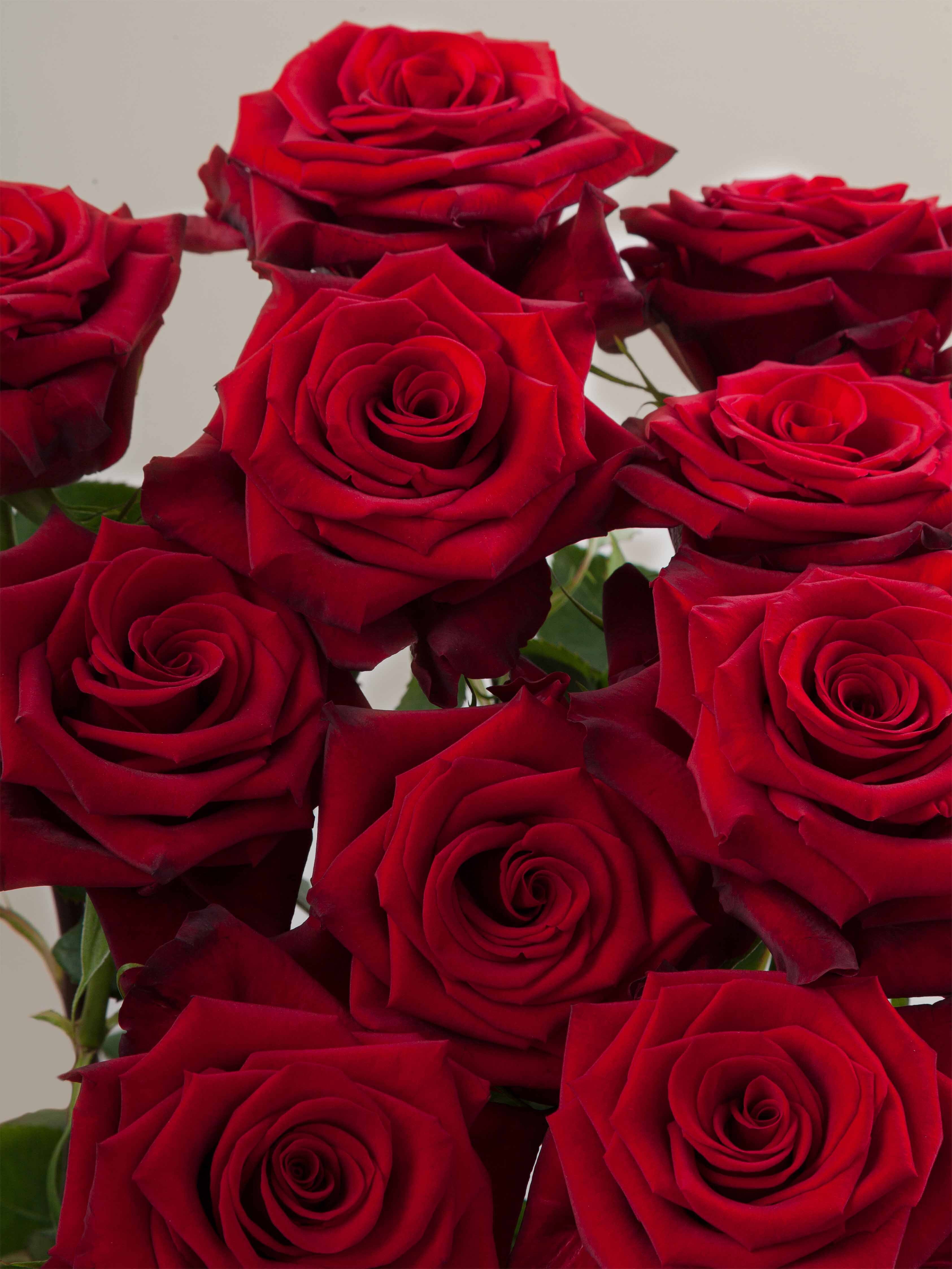 Rosaprima | Red Paris