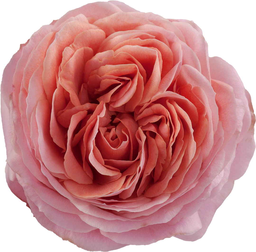 Rosaprima | Princess Crown