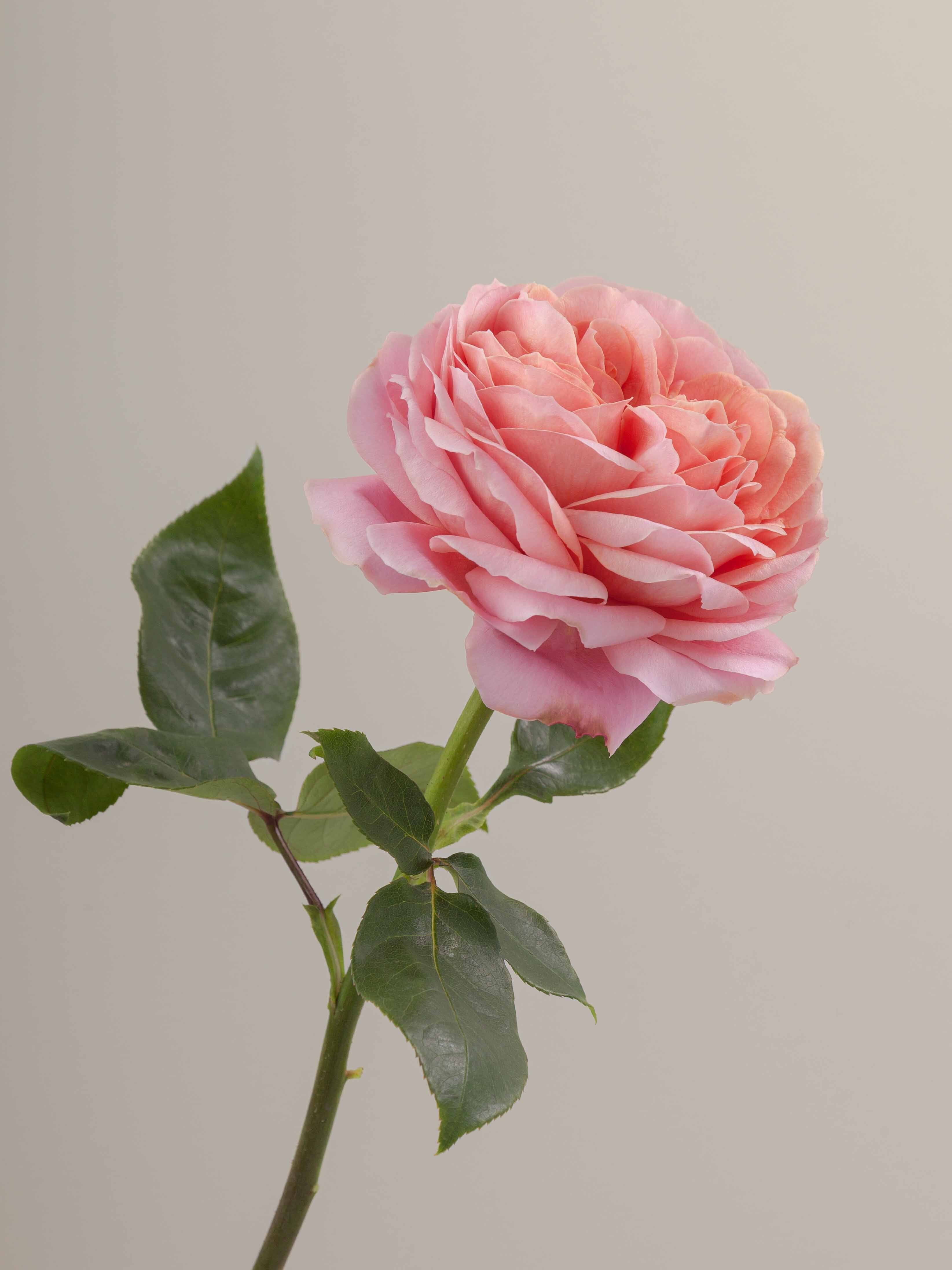 Rosaprima | Romantic Antike