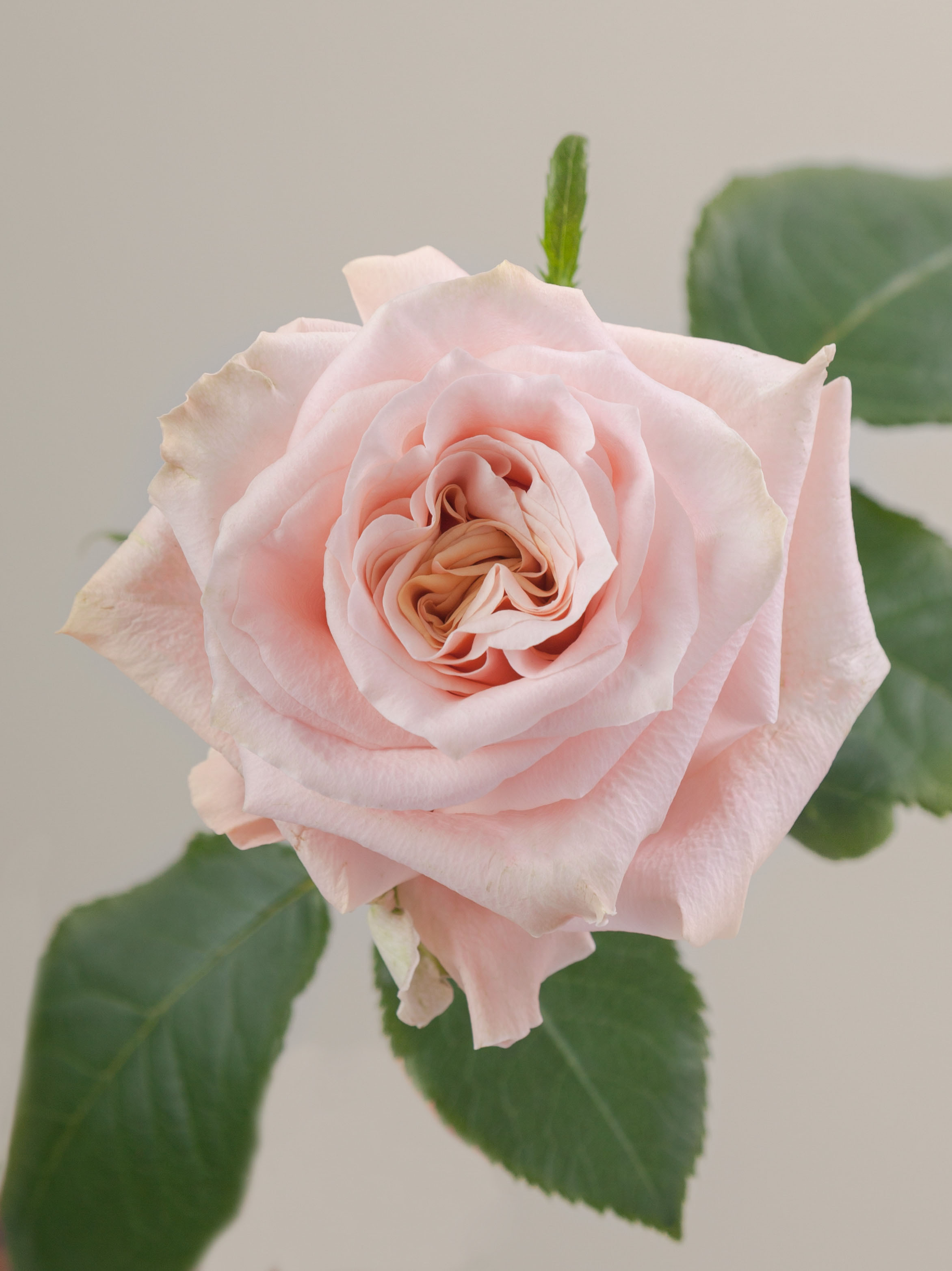 Rosaprima | Shimmer