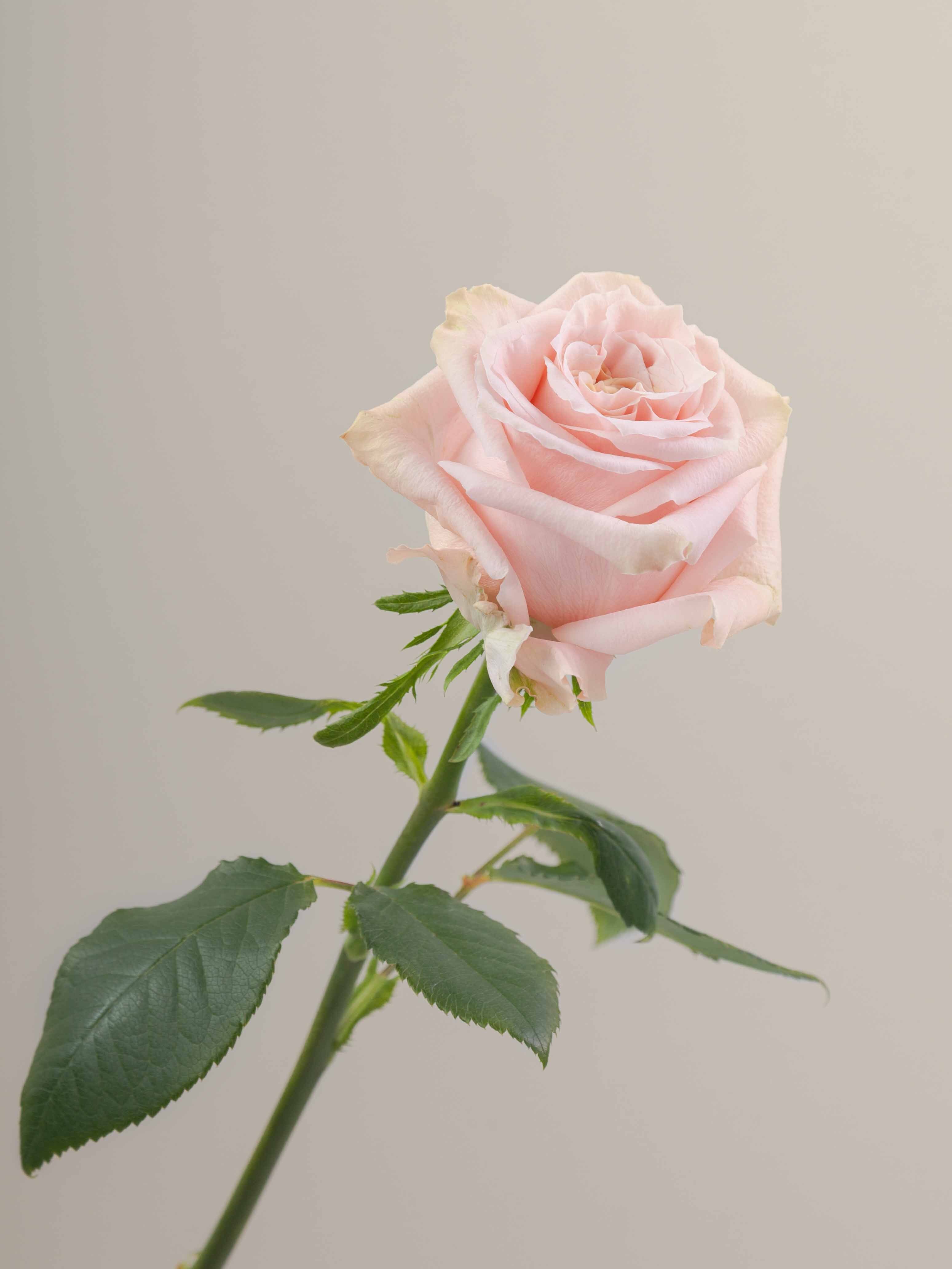 Rosaprima | Shimmer