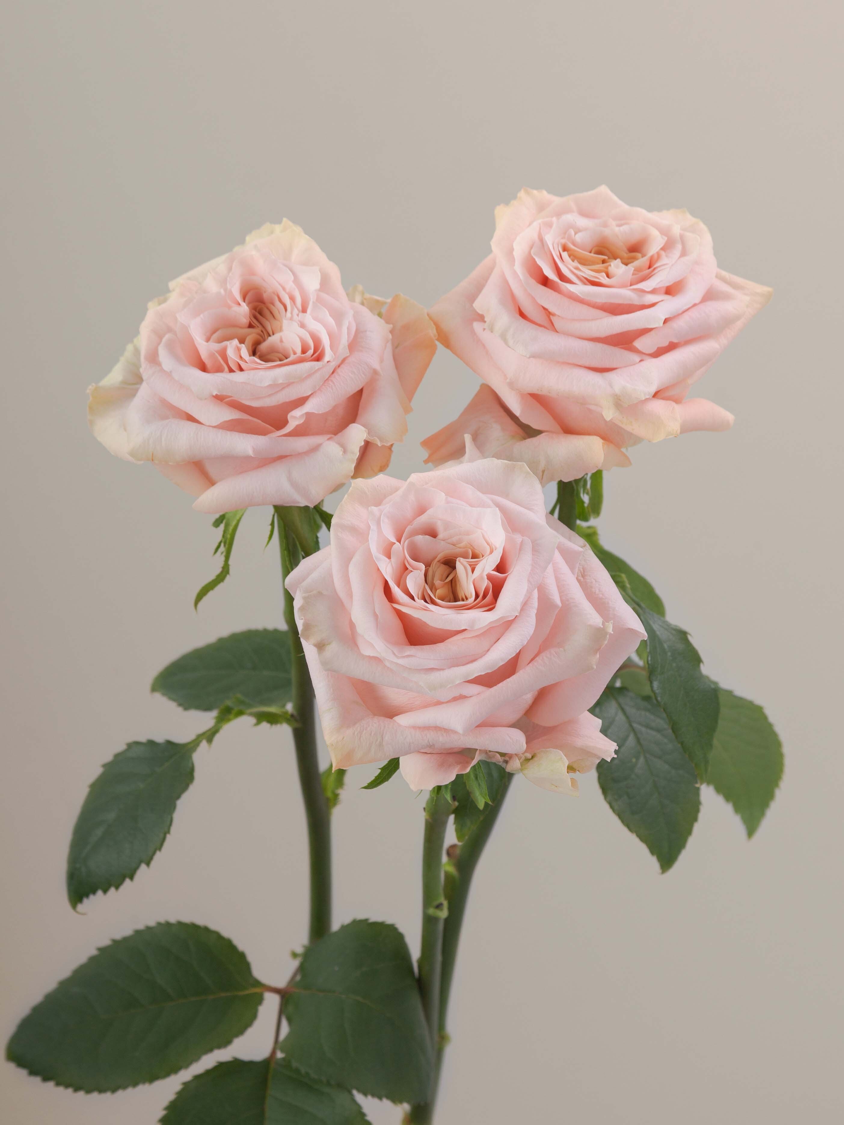 Rosaprima | Shimmer