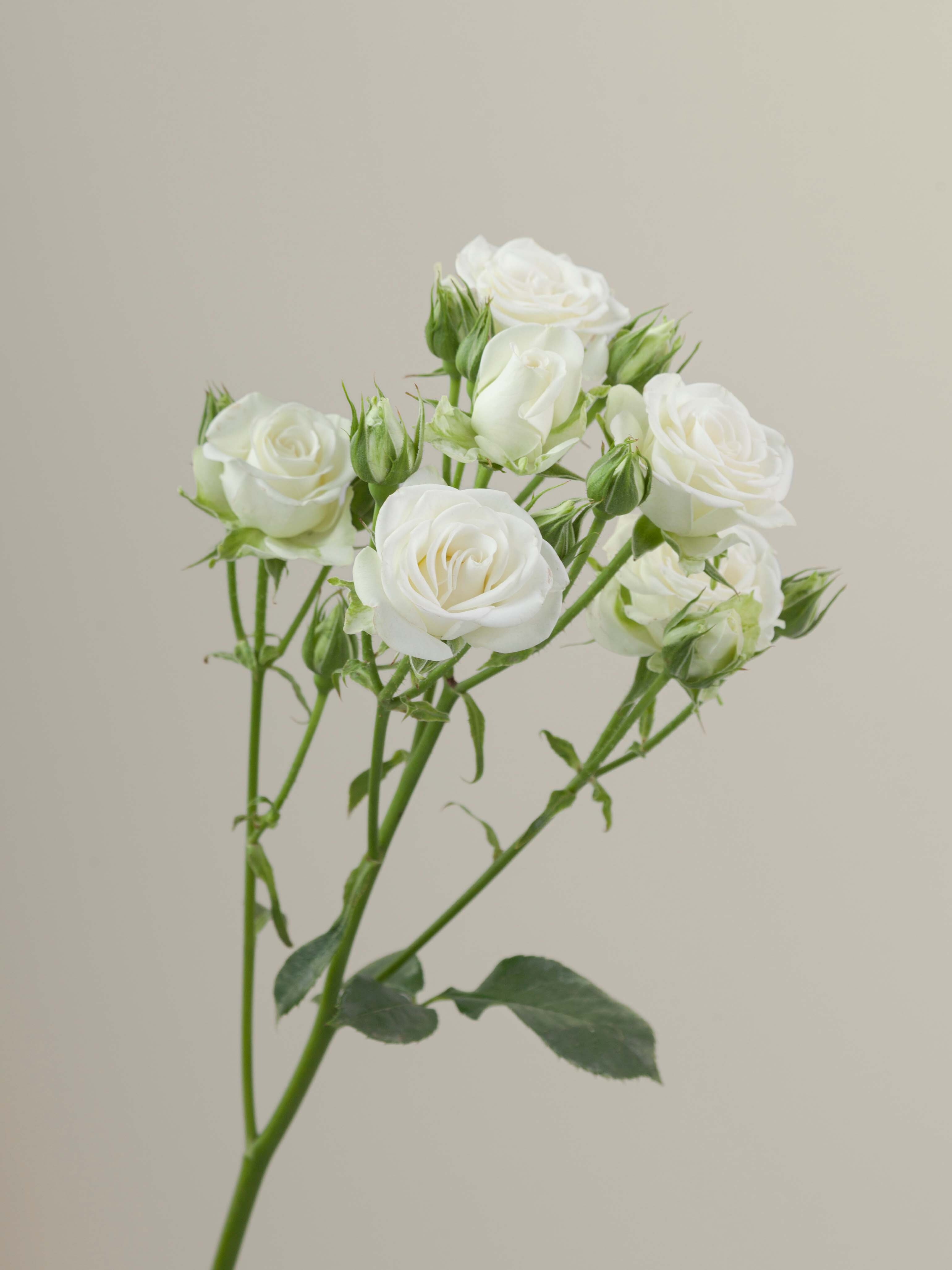 Rosaprima | Snowflake