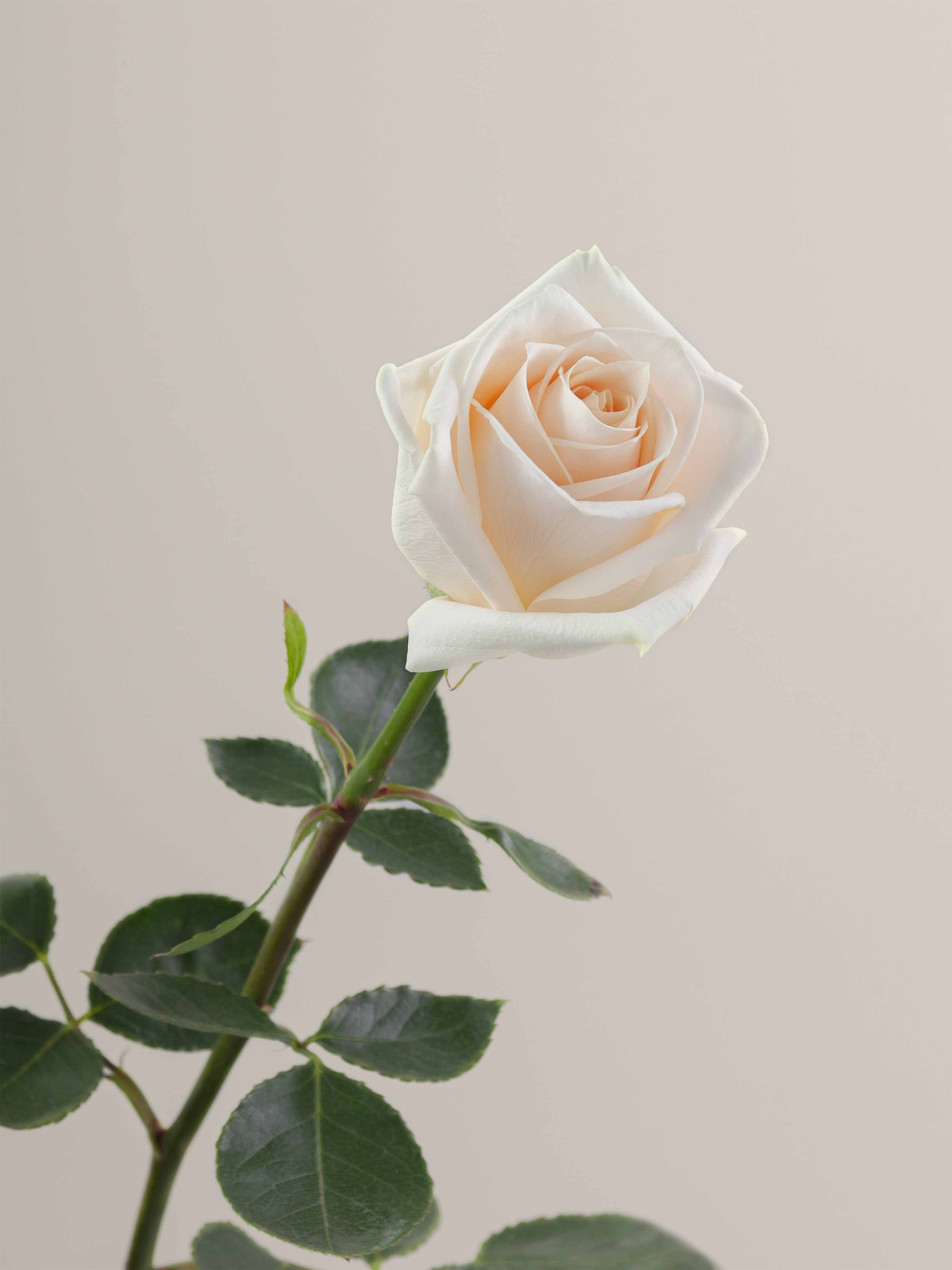 Rosaprima | Soul