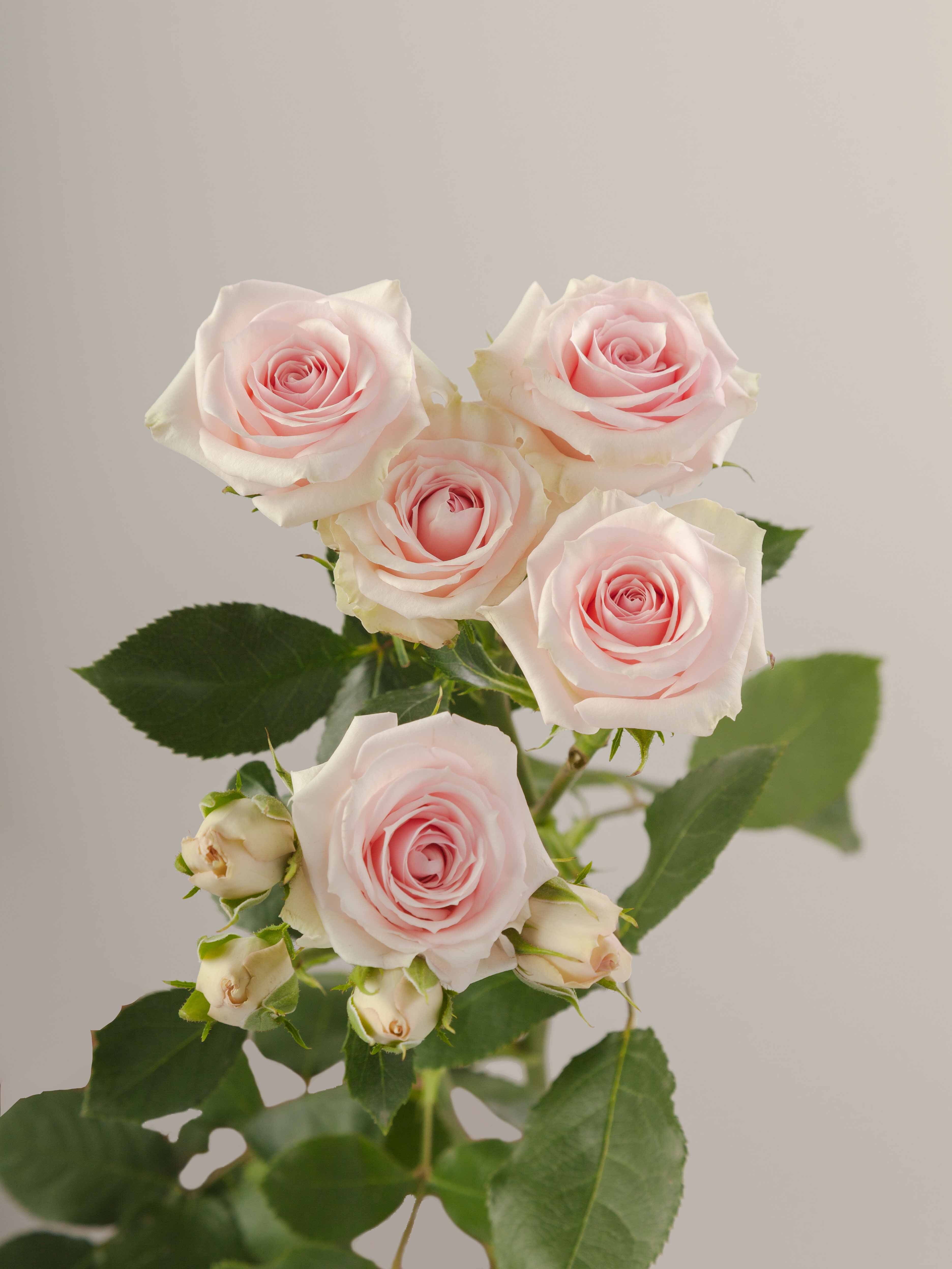 Rosaprima | Star Blush