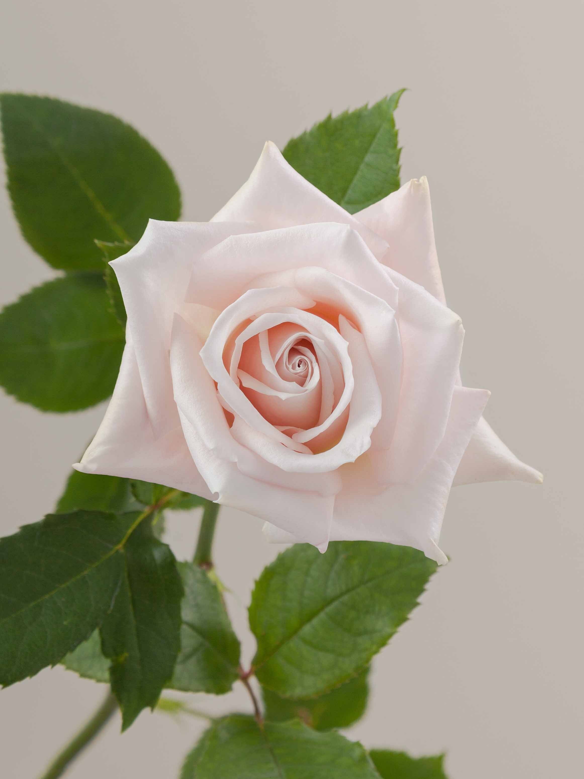 Rosaprima | Sweet Escimo
