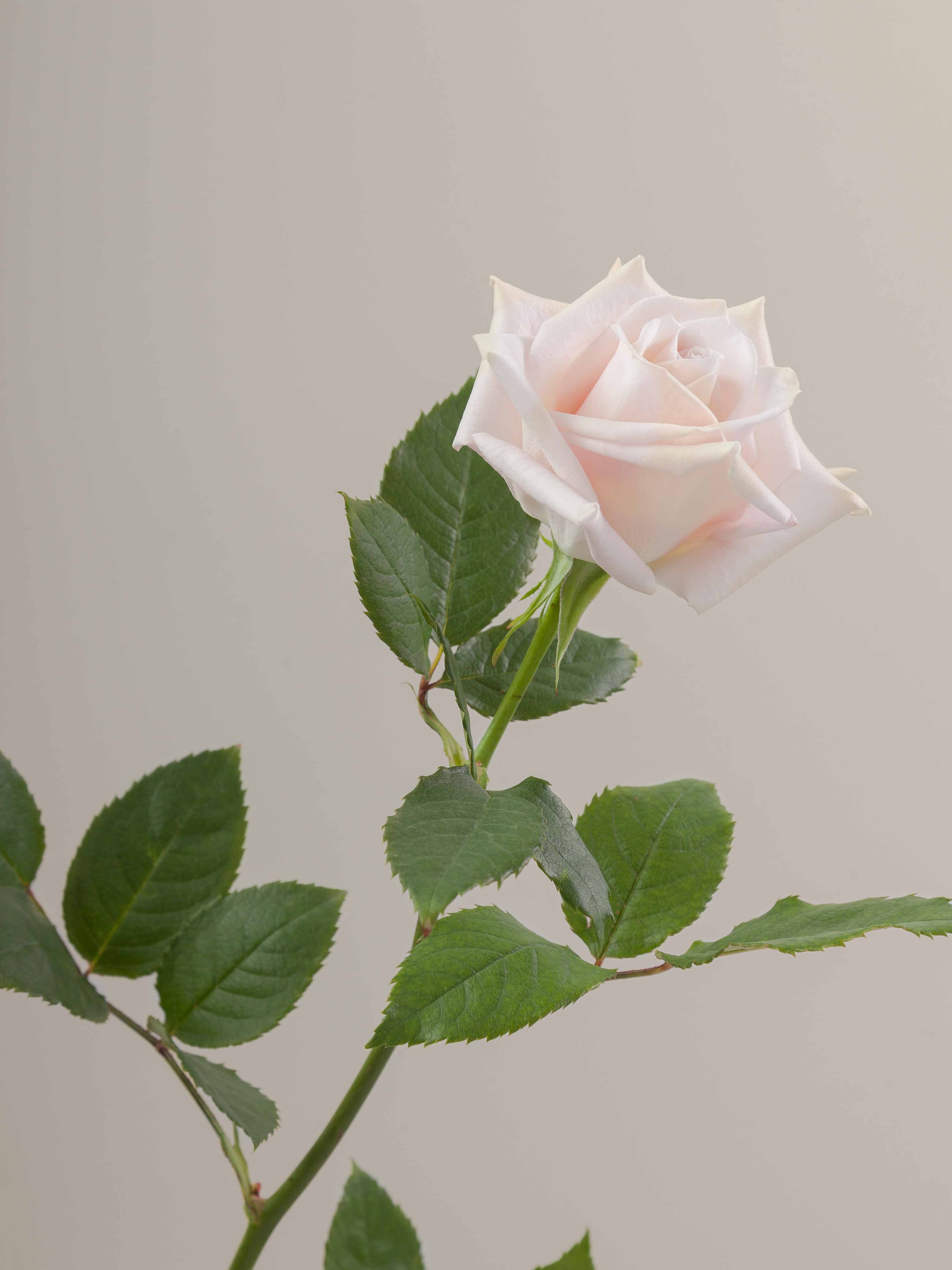 Rosaprima | Sweet Escimo