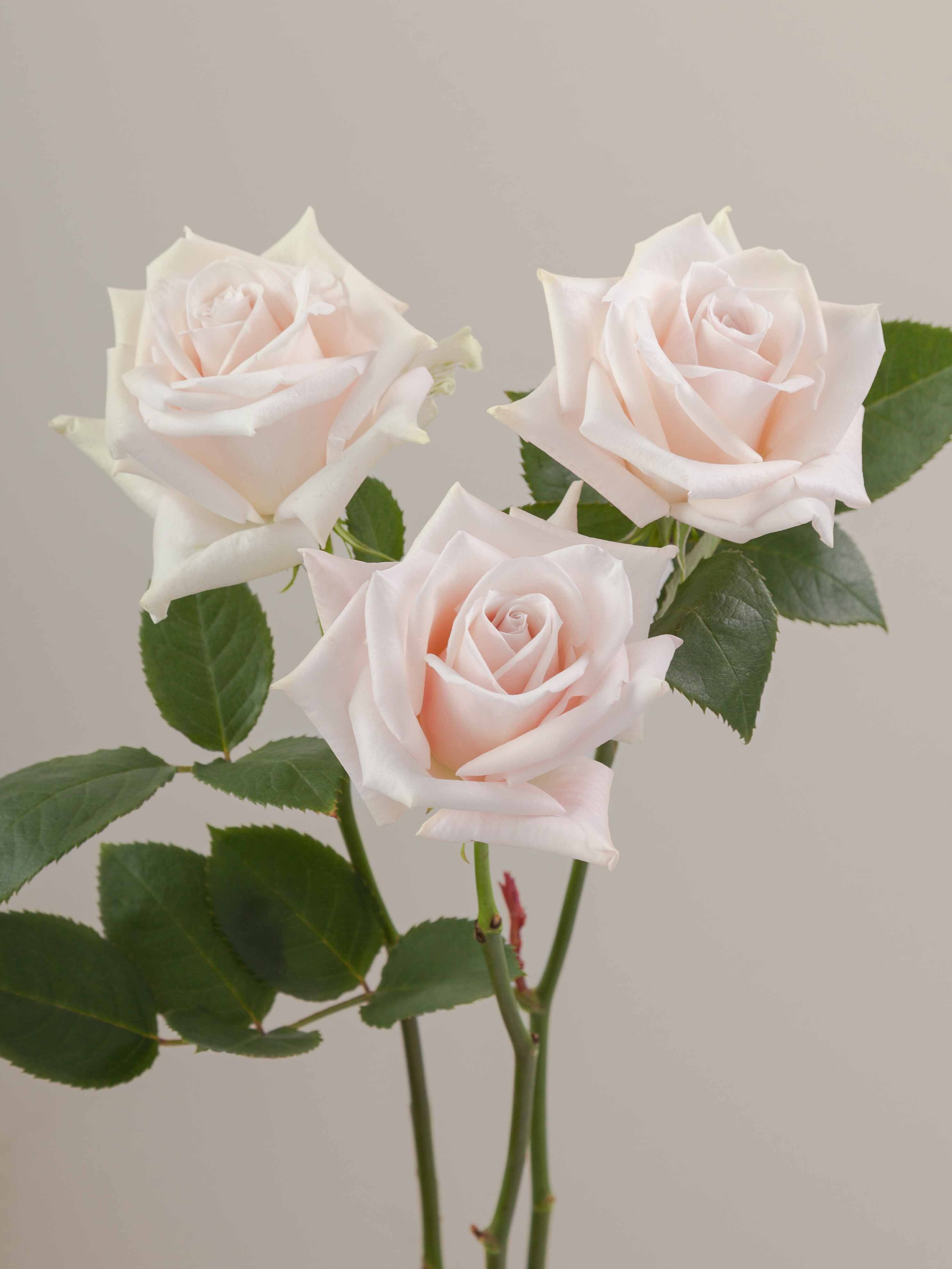 Rosaprima | Sweet Escimo
