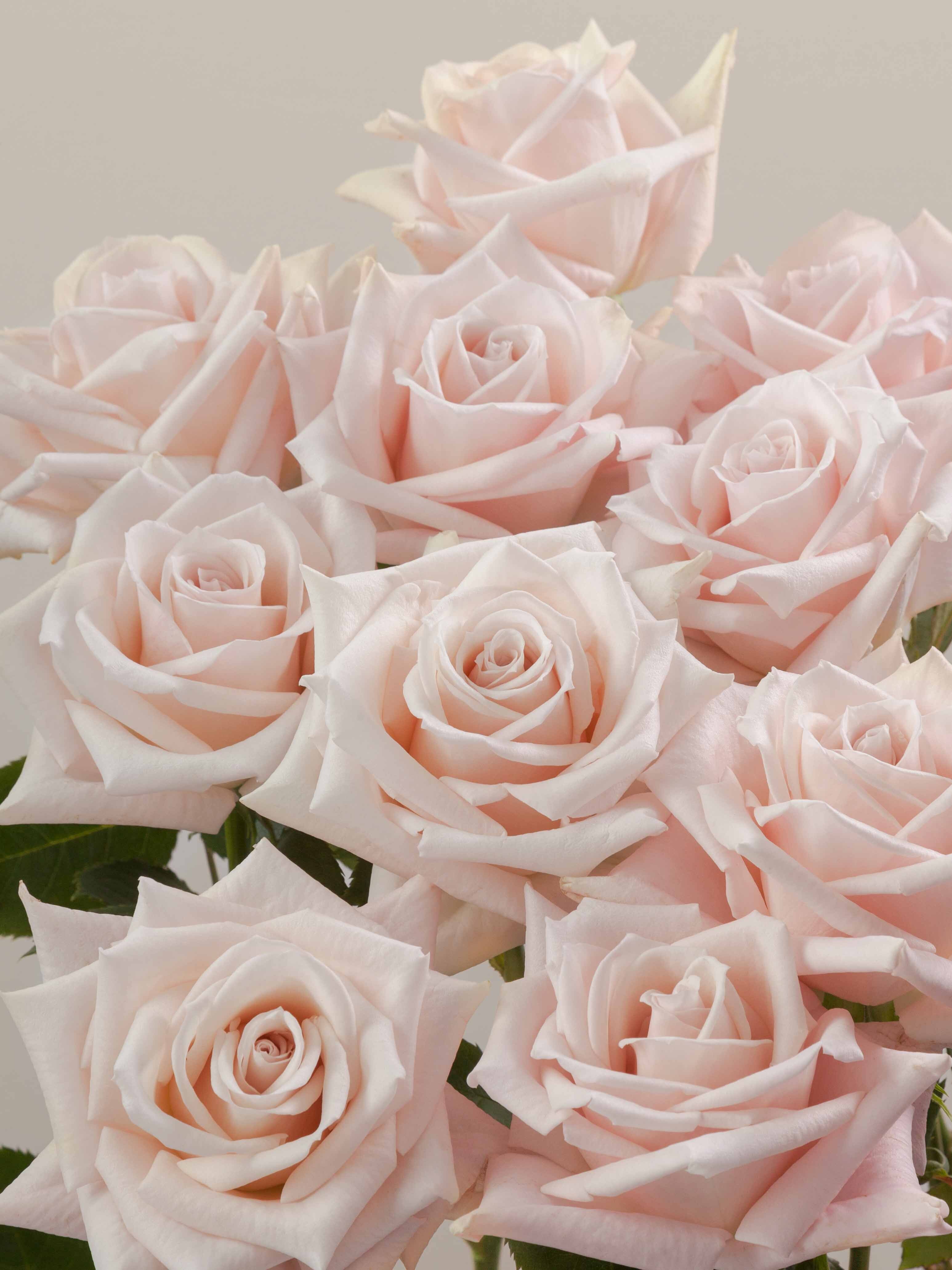 Rosaprima | Sweet Escimo