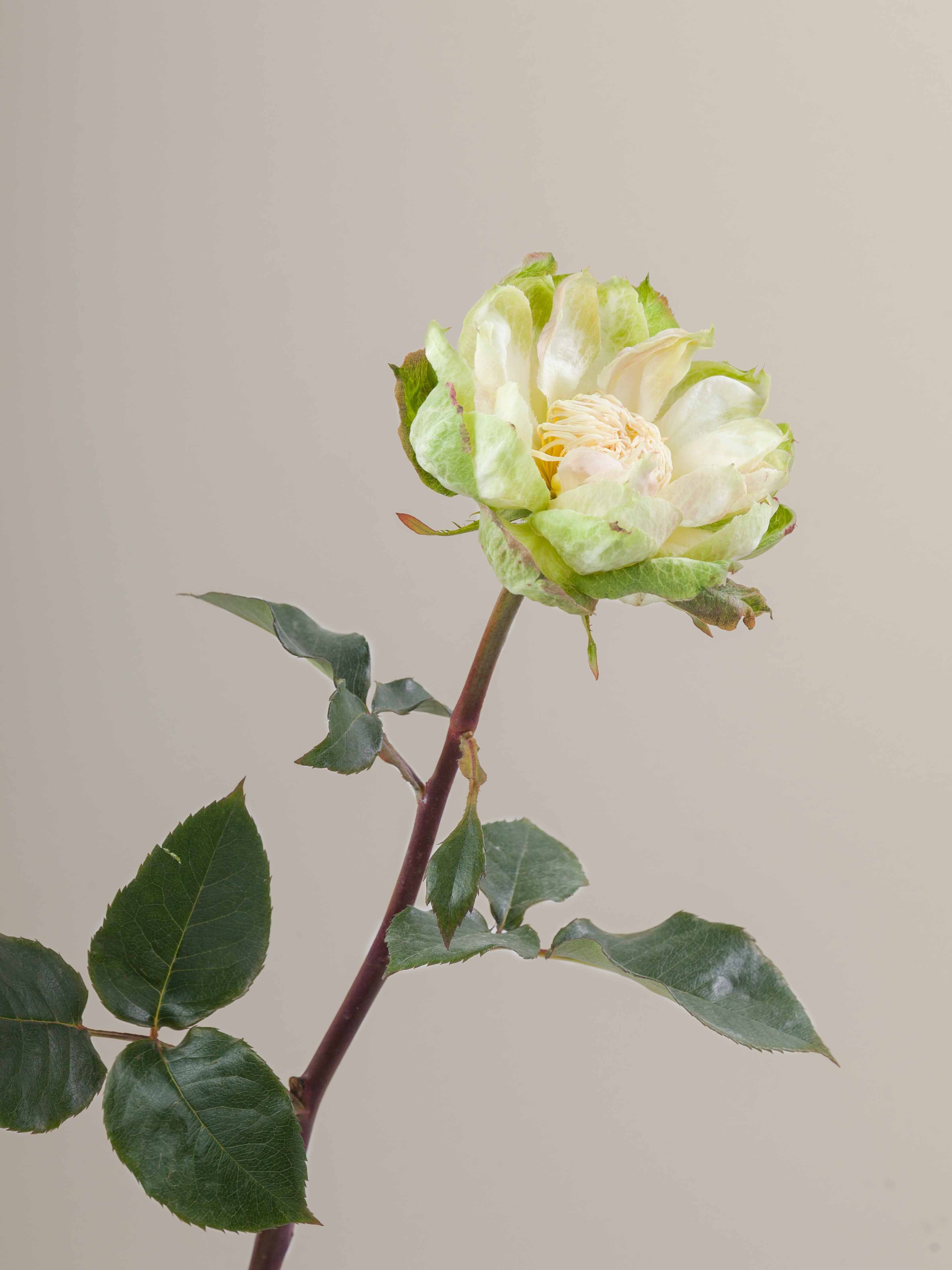 Rosaprima | Veggie