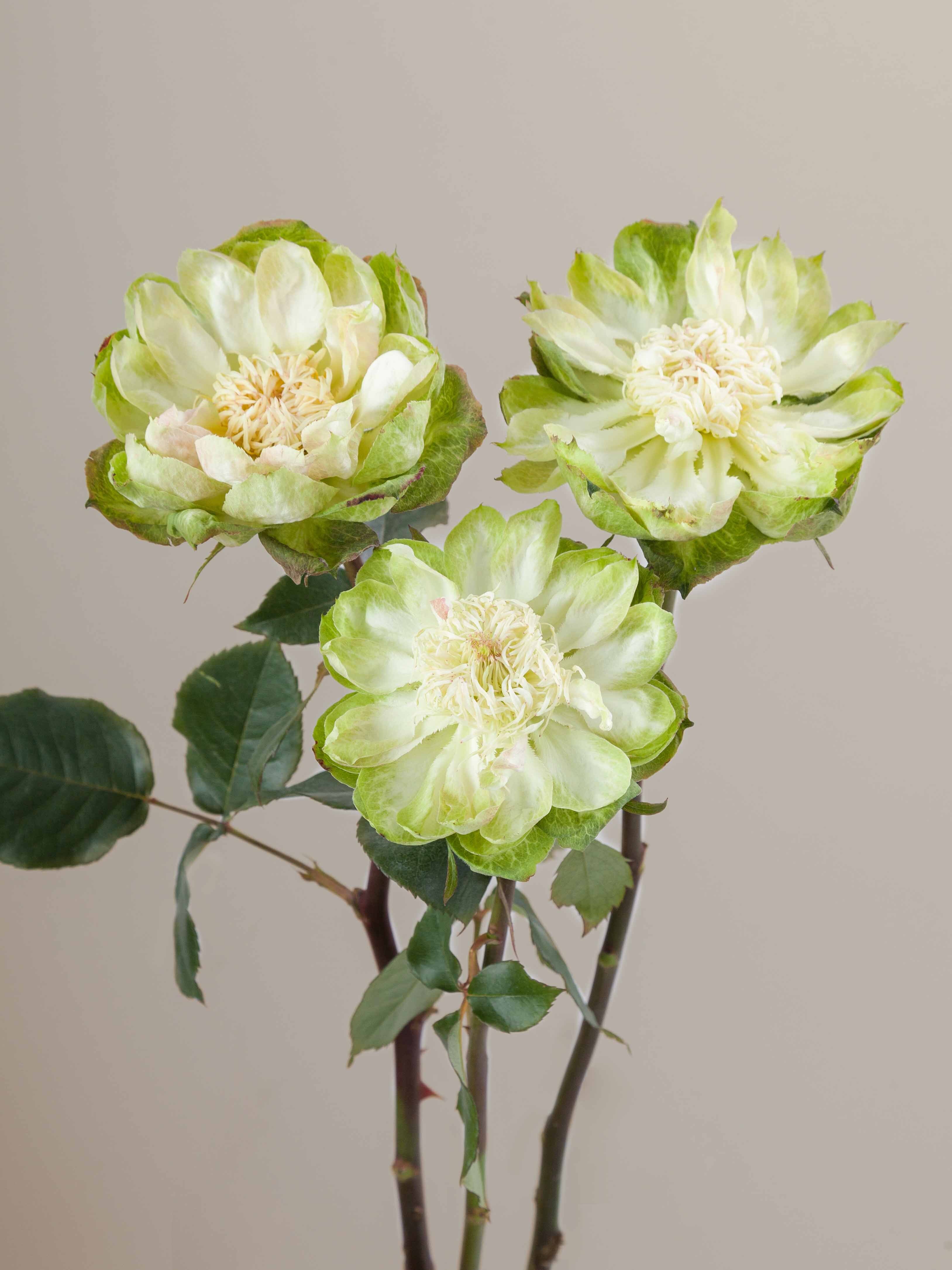 Rosaprima | Veggie