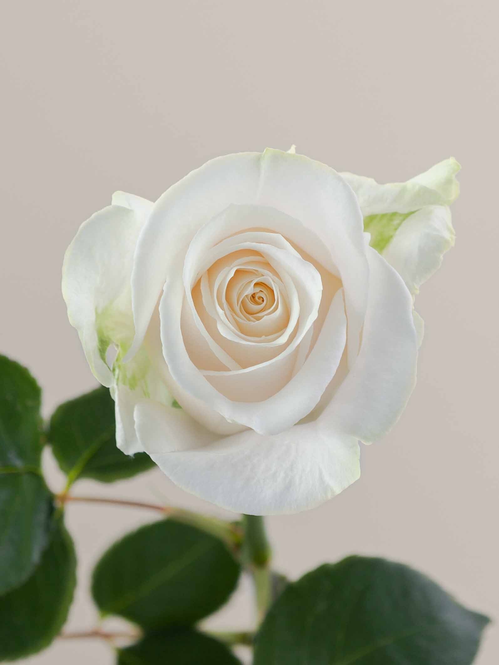 Rosaprima | Vendela