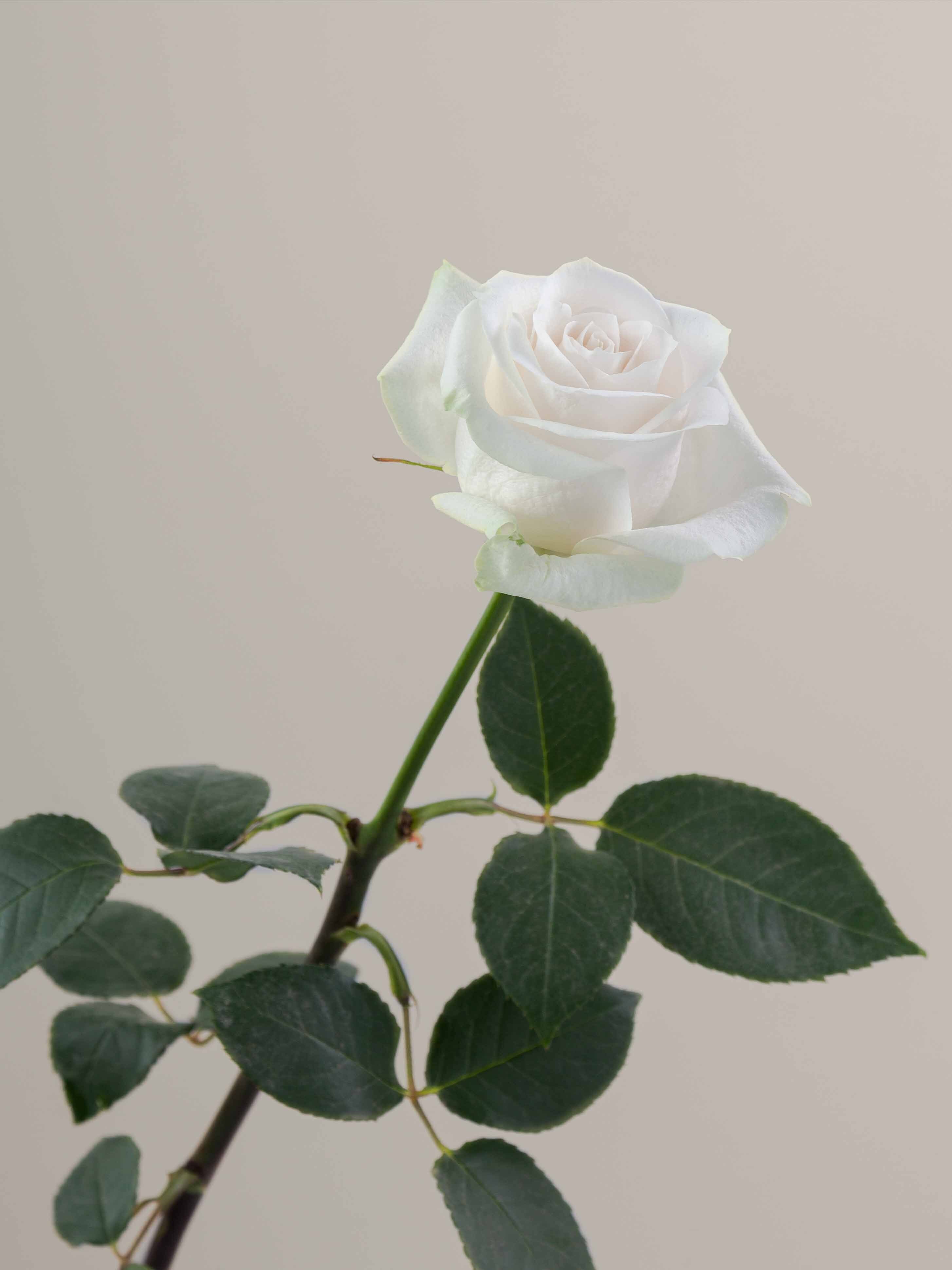 Rosaprima | Vendela