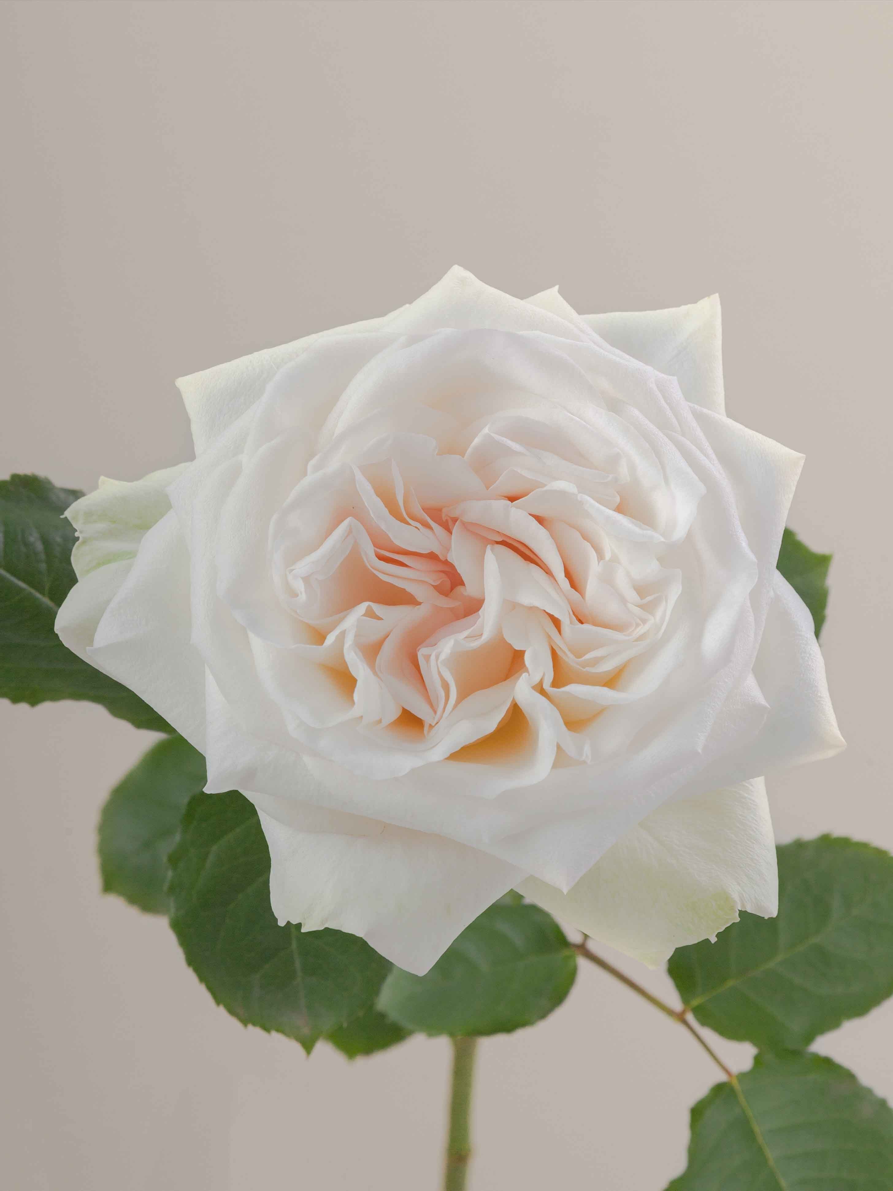 Rosaprima | White O’Hara