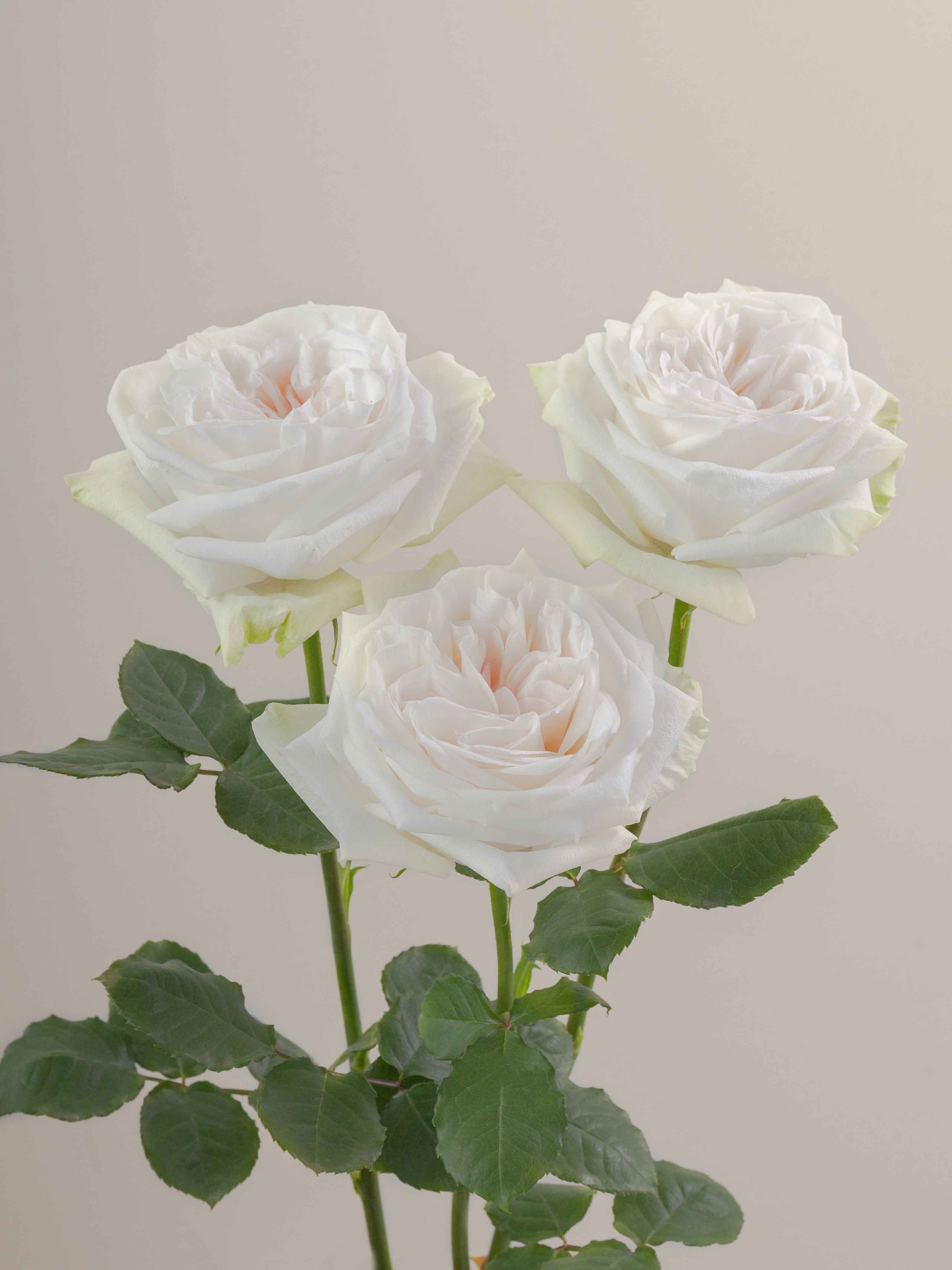 Rosaprima | White O’Hara