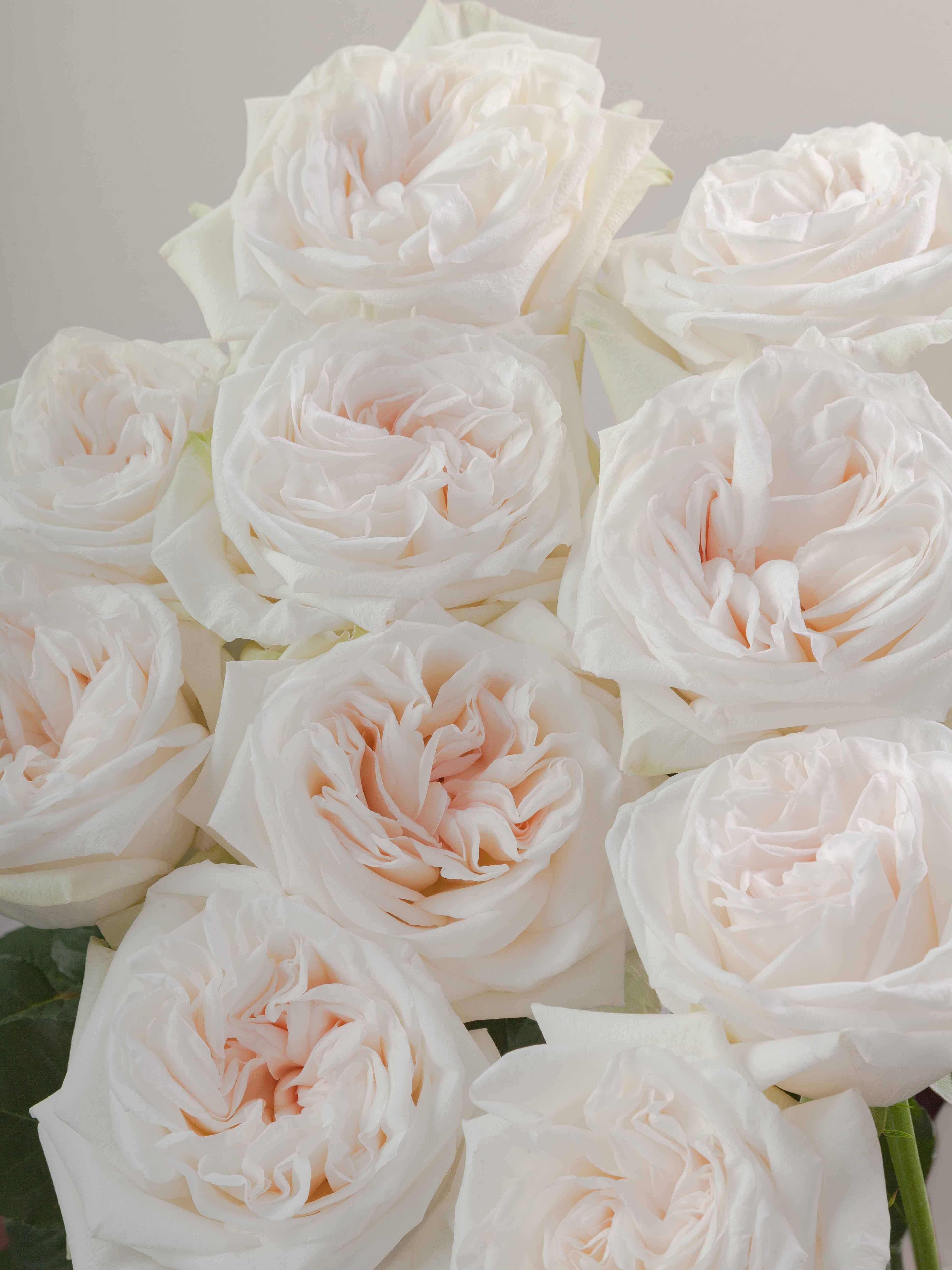 Rosaprima | White O’Hara
