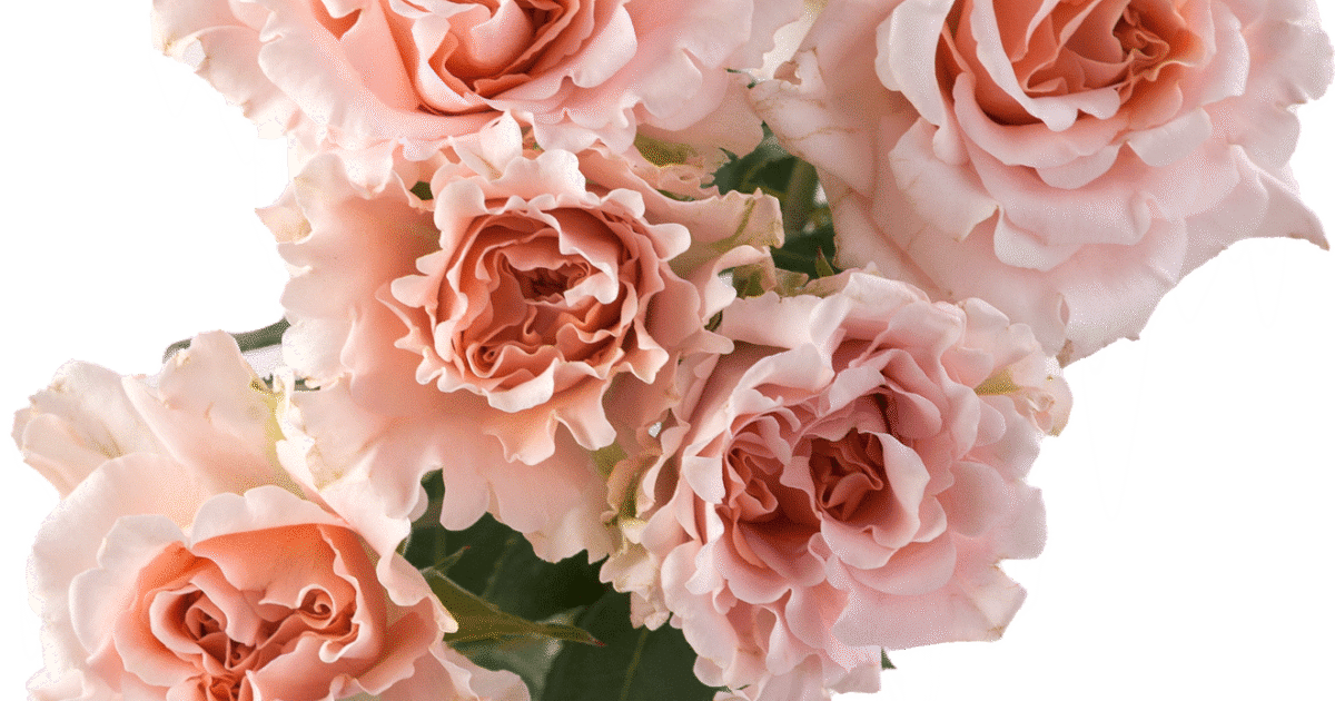 Rosaprima | Be Loving