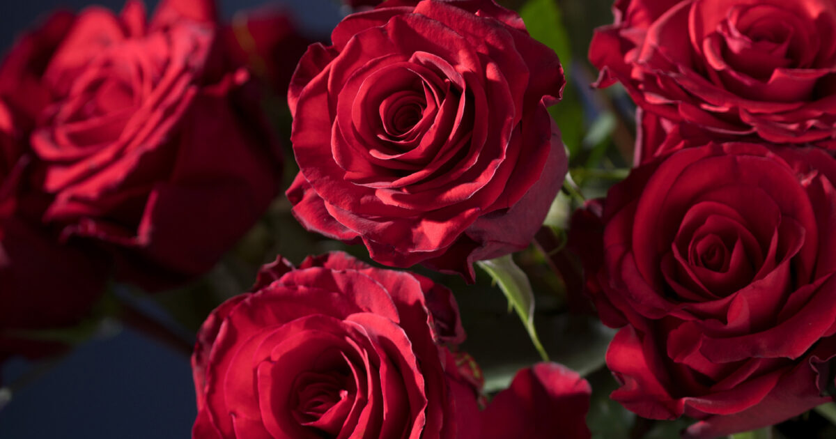 Rosaprima | Introducing Redvolution: A New Era for Red Roses