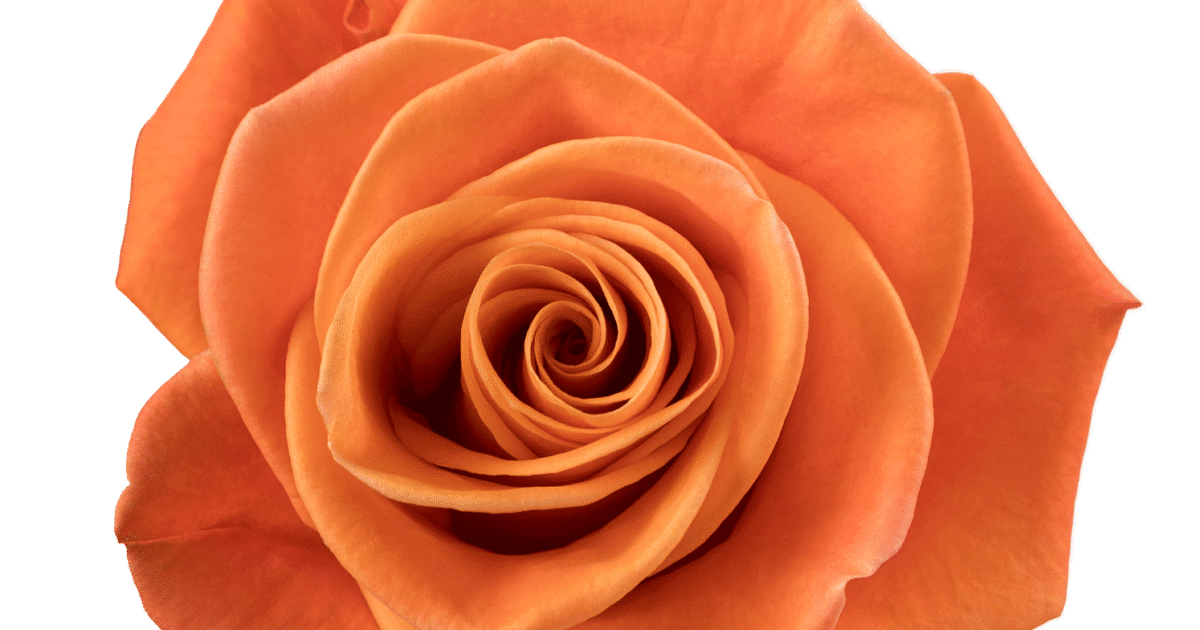 Rosaprima | Carnelian