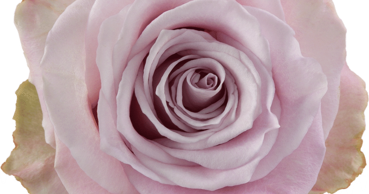 Rosaprima | Faith