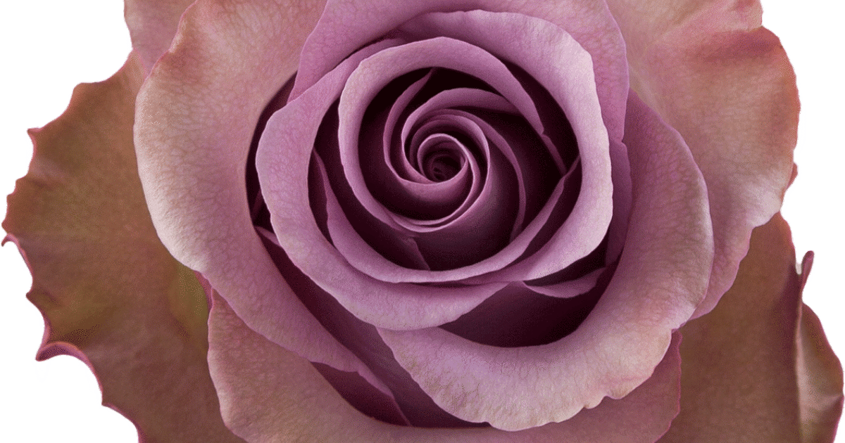 Rosaprima | Govinda