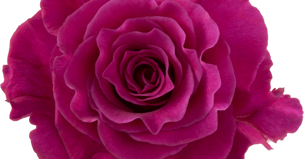 Rosaprima | Mamy Blue