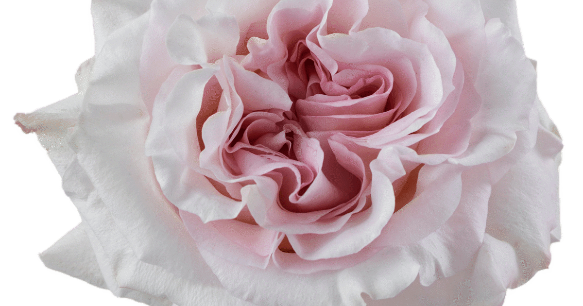 Rosaprima | Powder Puff