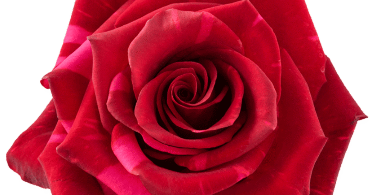 Rosaprima | Red Panther